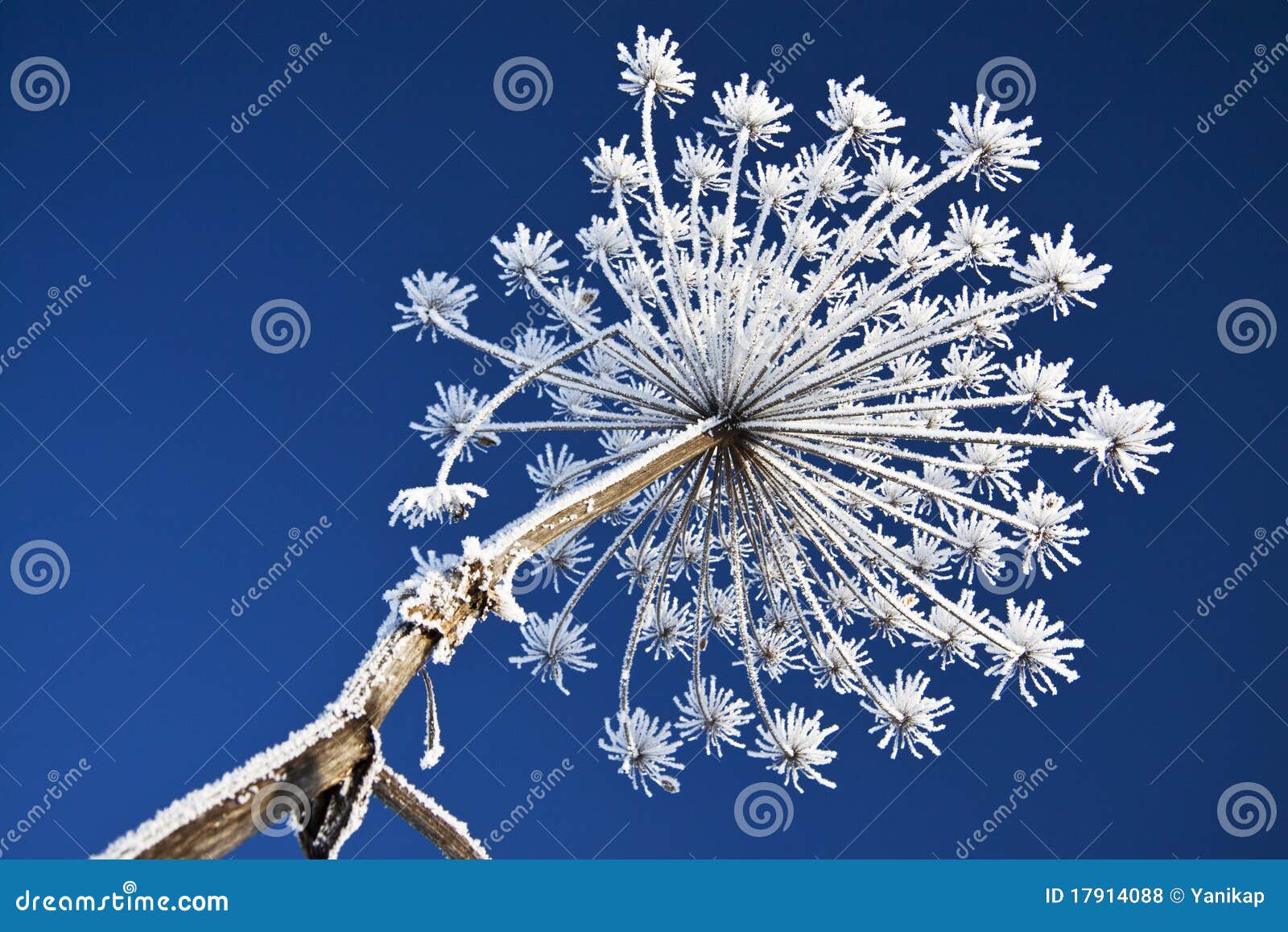 Snow flower stock photo. Image of natural, plant, flower - 17914088