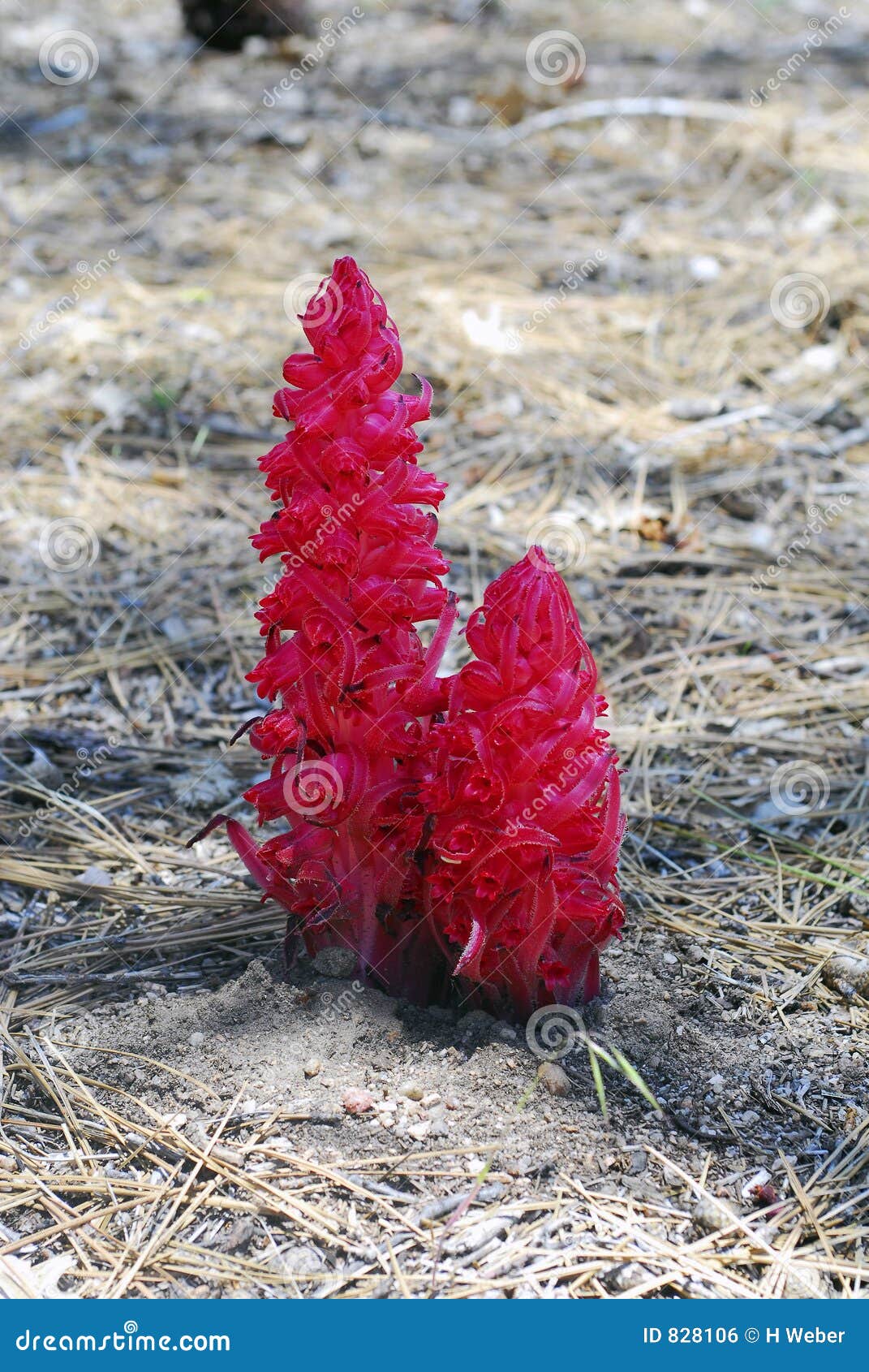 Snow Flower stock photo. Image of protected, snow, spring - 828106