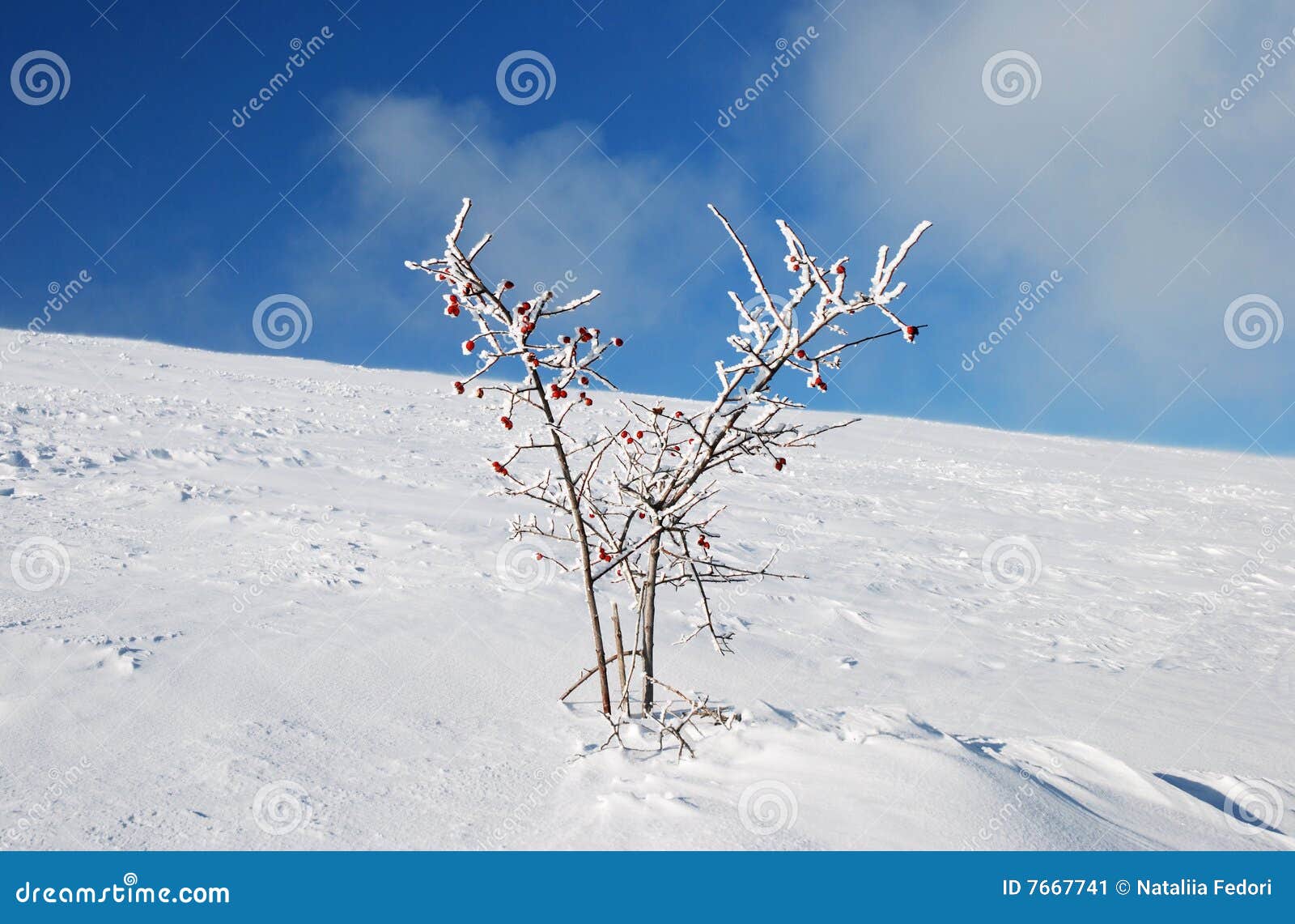 Snow-flower tree stock image. Image of hill, white, plant - 7667741