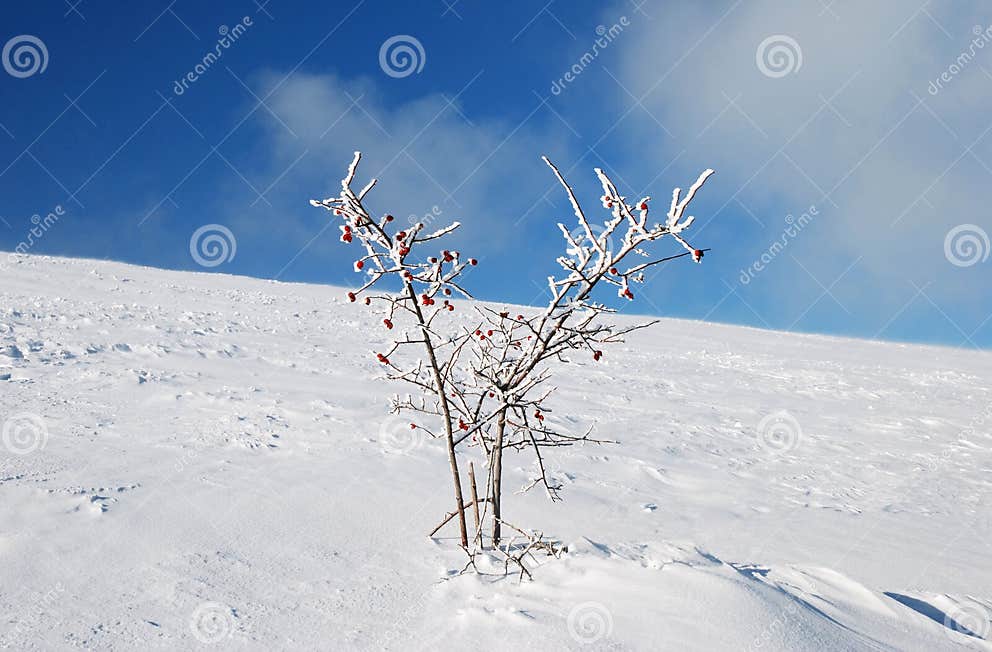 Snow-flower tree stock image. Image of hill, white, plant - 7667741