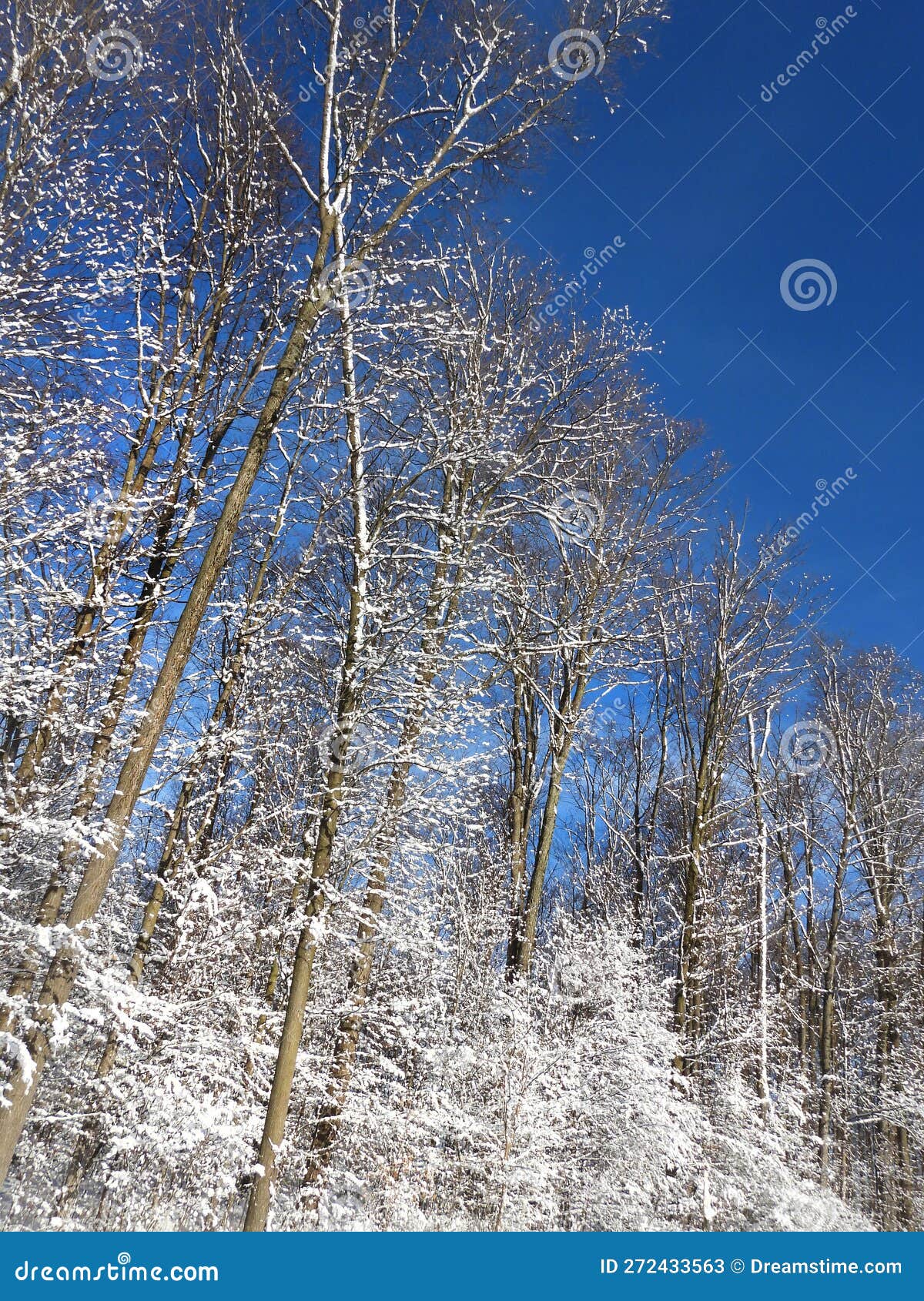 Winter Snow Fluff on High Elevation Trees after nor`easter Stock Image ...