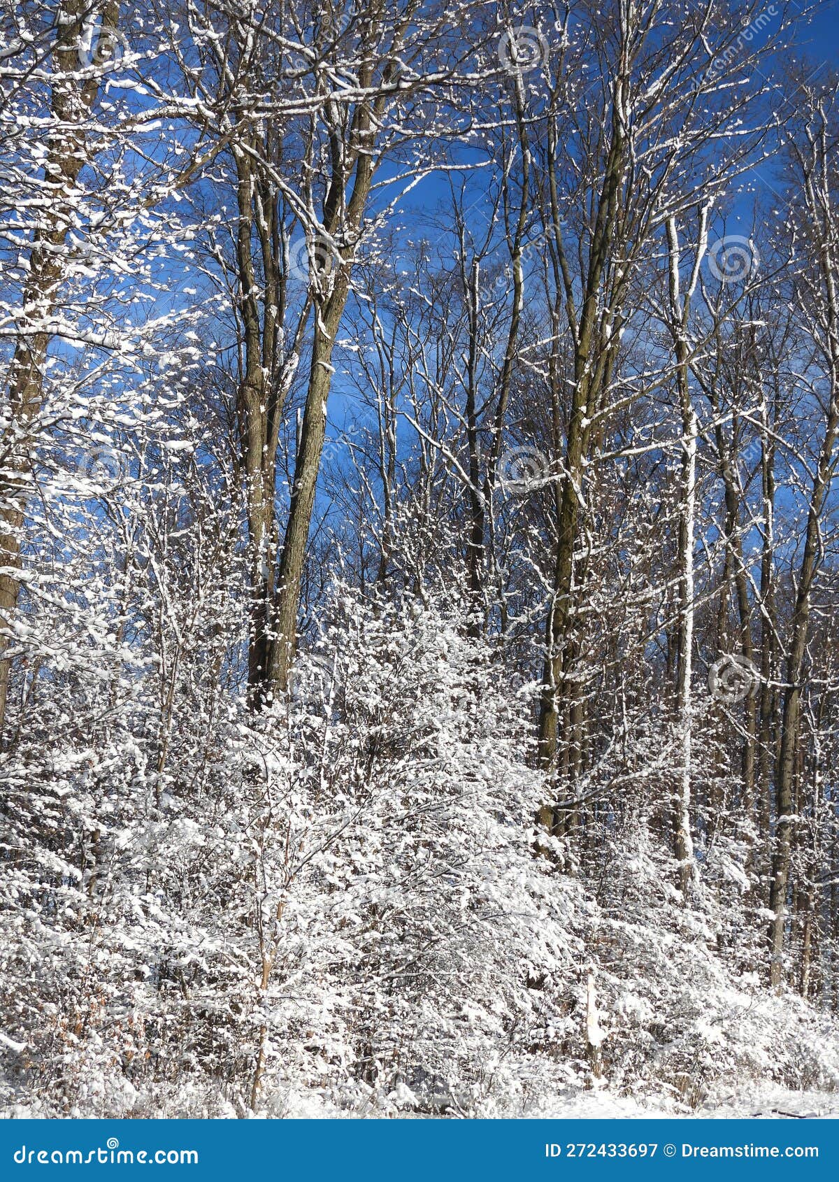 Nor`easter Snow Left on High Elevation Trees in NYS Stock Image - Image ...