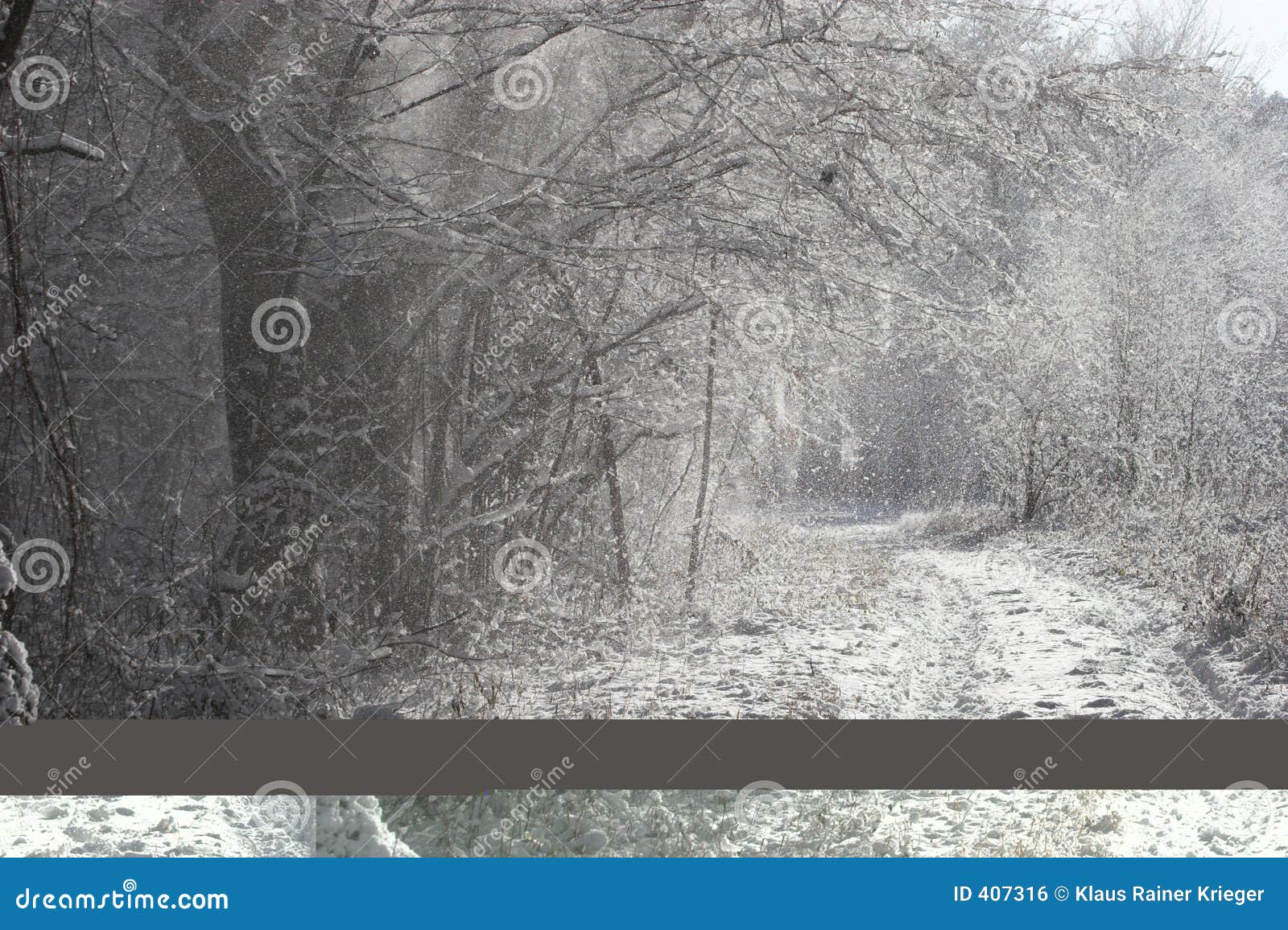 Snow flurry stock photo. Image of black, forrest, track - 407316