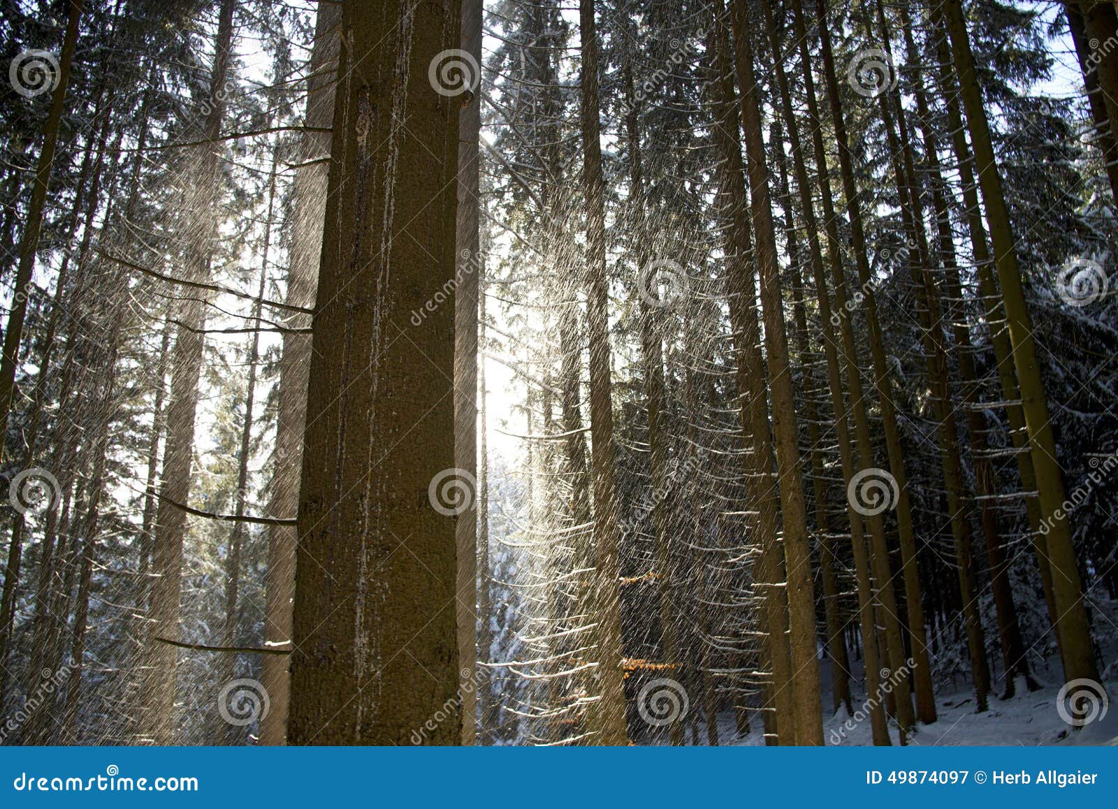Snow flurry stock image. Image of windy, light, forest - 49874097