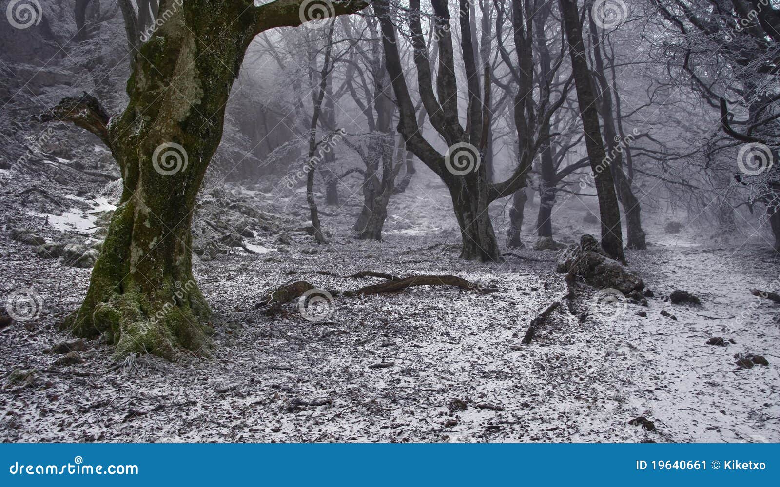 Snow and fog in the forest stock image. Image of white - 19640661