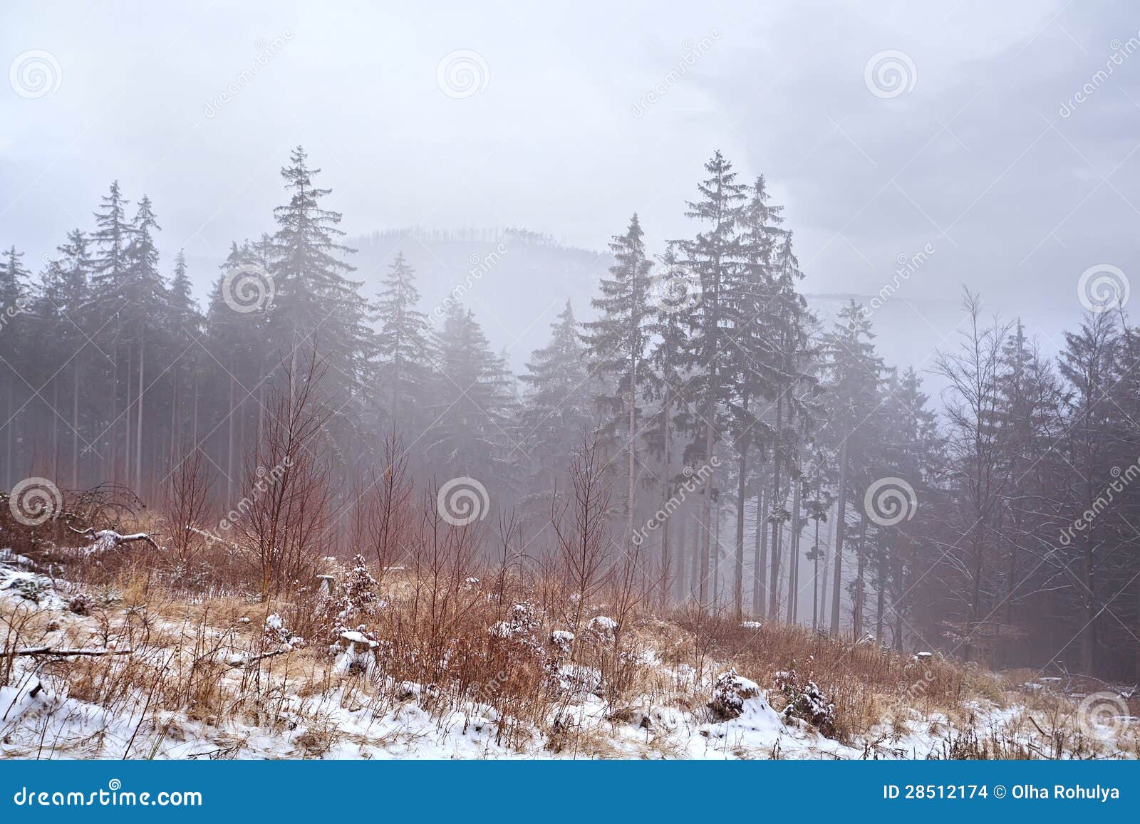 Snow and fog in forest stock photo. Image of outdoors - 28512174