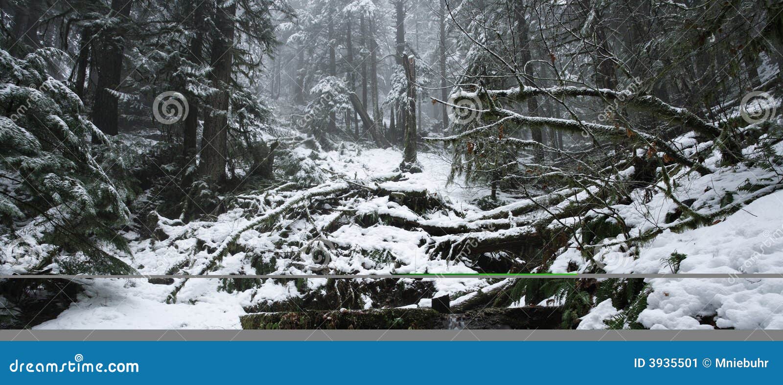 Snow and Fog, a Scenic Forest Valley in Winter Stock Image - Image of ...