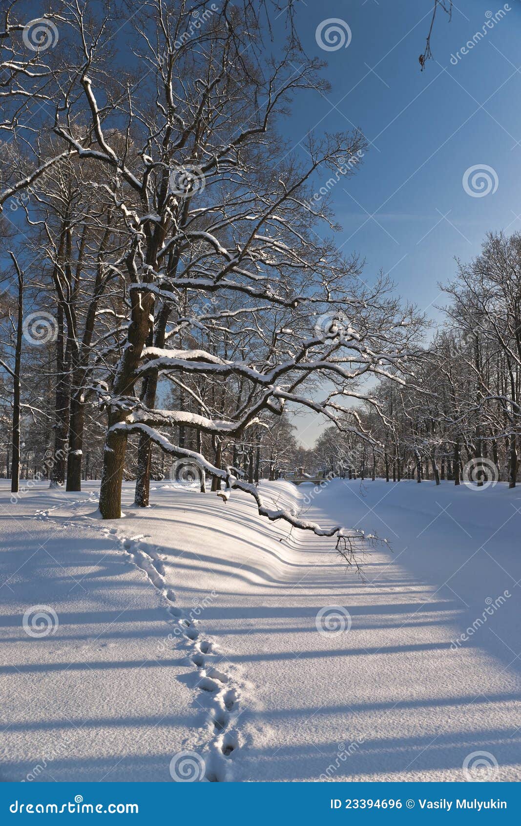 Snow footsteps vertical stock photo. Image of trees, nature - 23394696