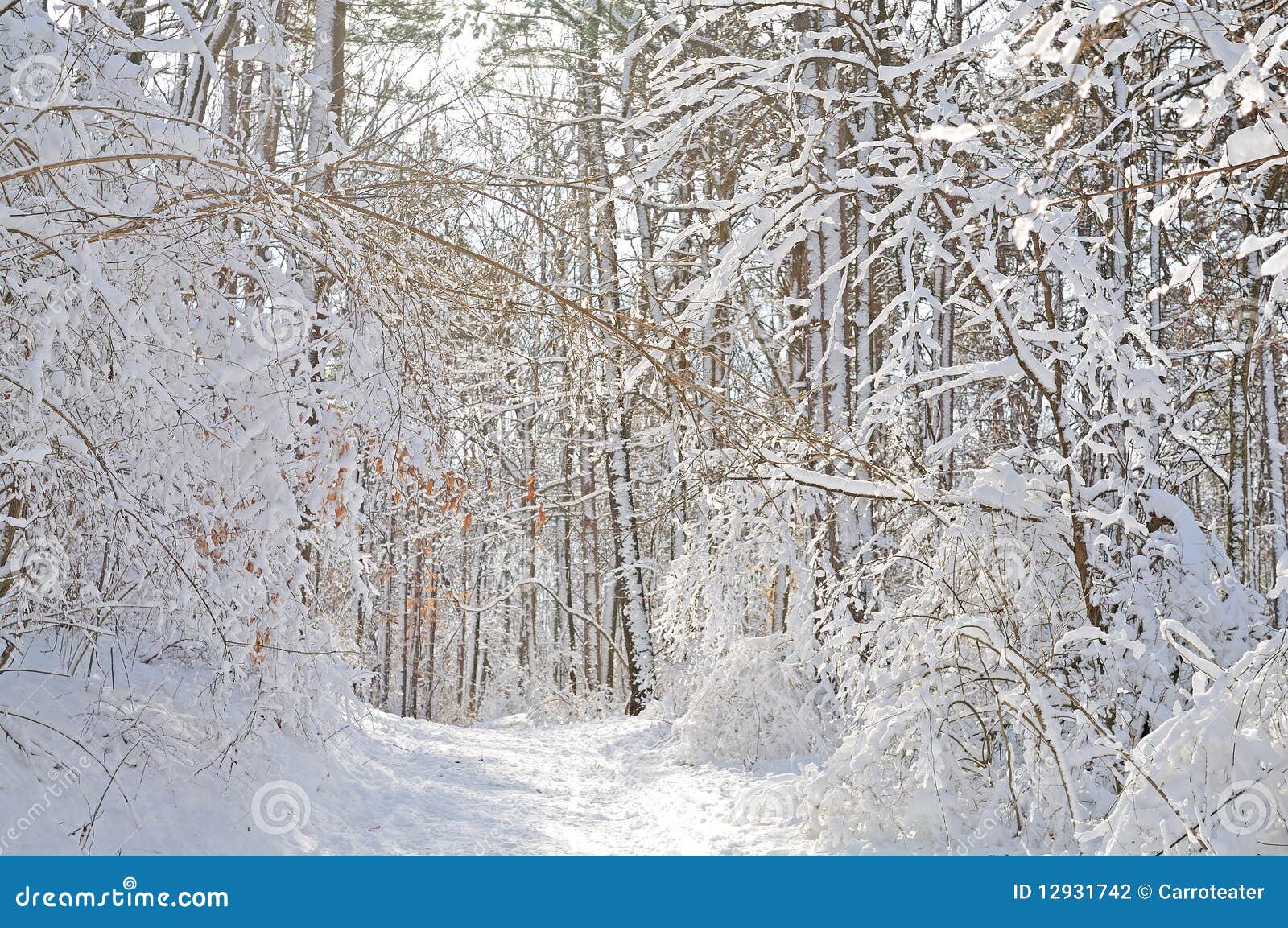 Snow in the forest stock photo. Image of forest, countryside - 12931742