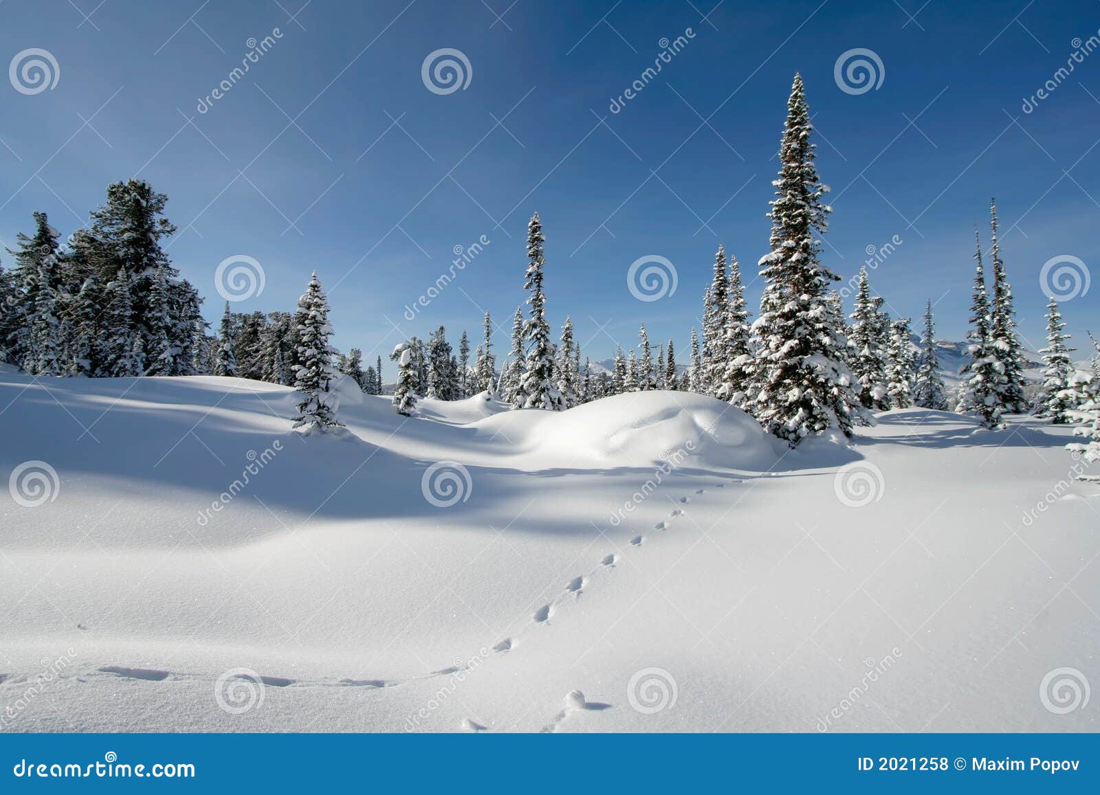 Snow forest stock photo. Image of hills, cold, idyllic - 2021258