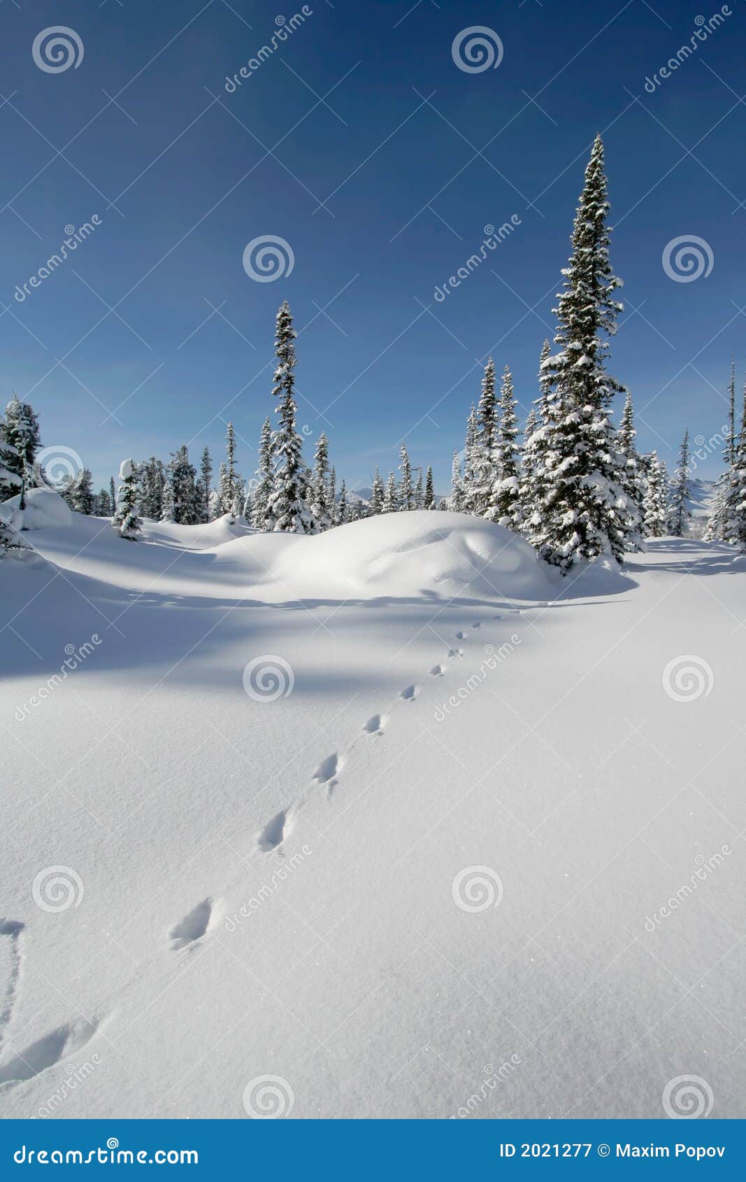 Snow forest stock image. Image of arctic, glaze, cool - 2021277