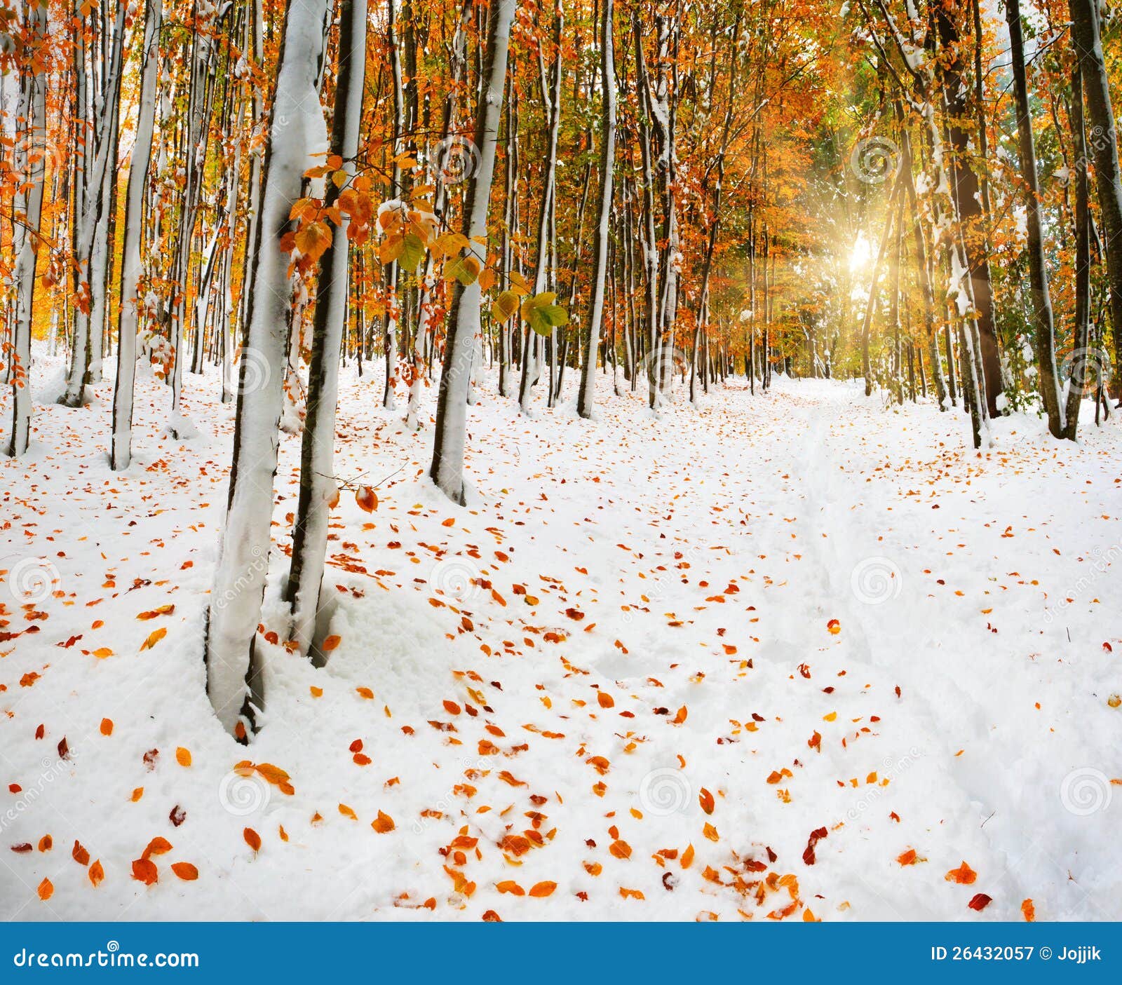 Snow in the forest stock image. Image of ecology, forest - 26432057