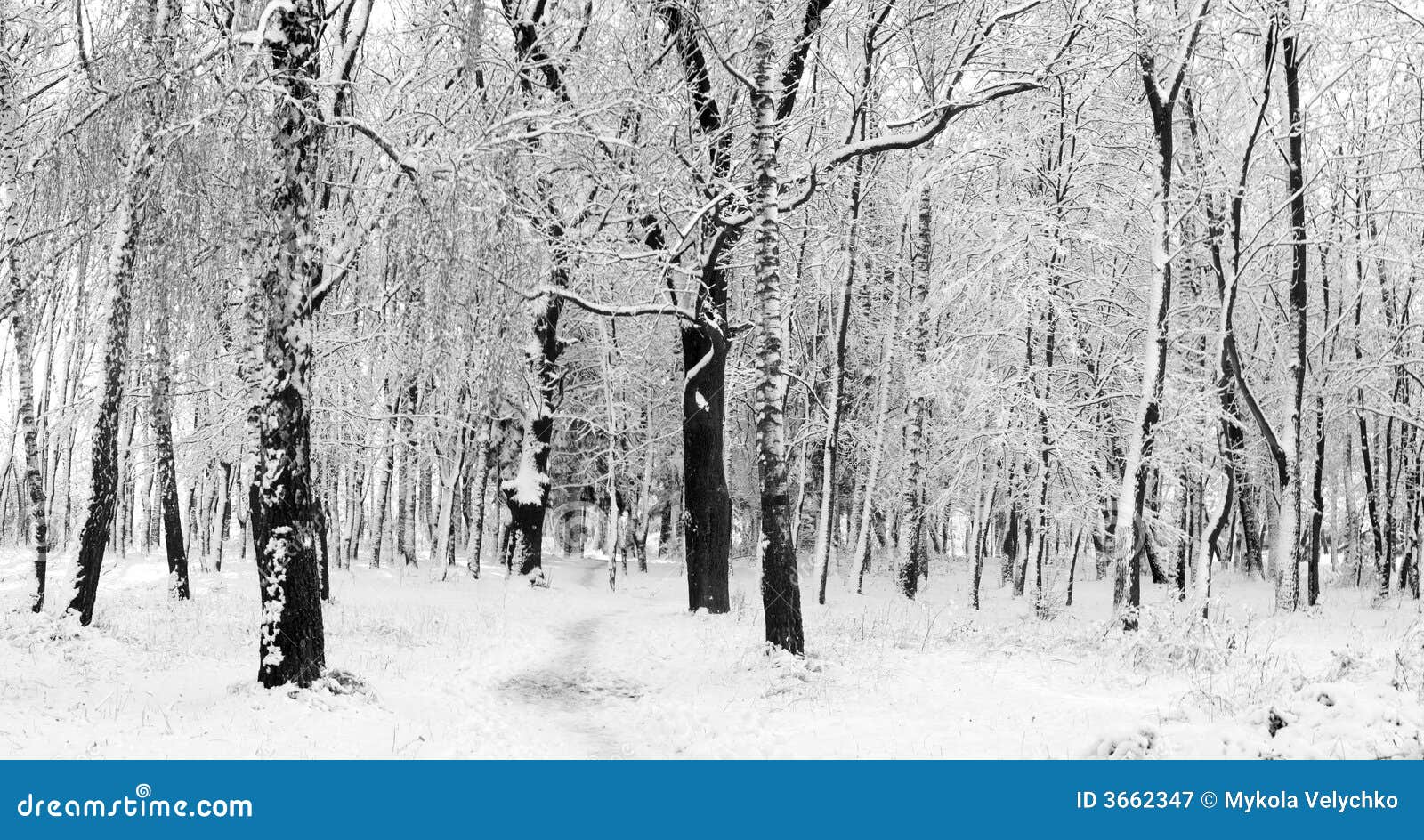 Snow in a forest stock image. Image of plant, design, outdoor - 3662347