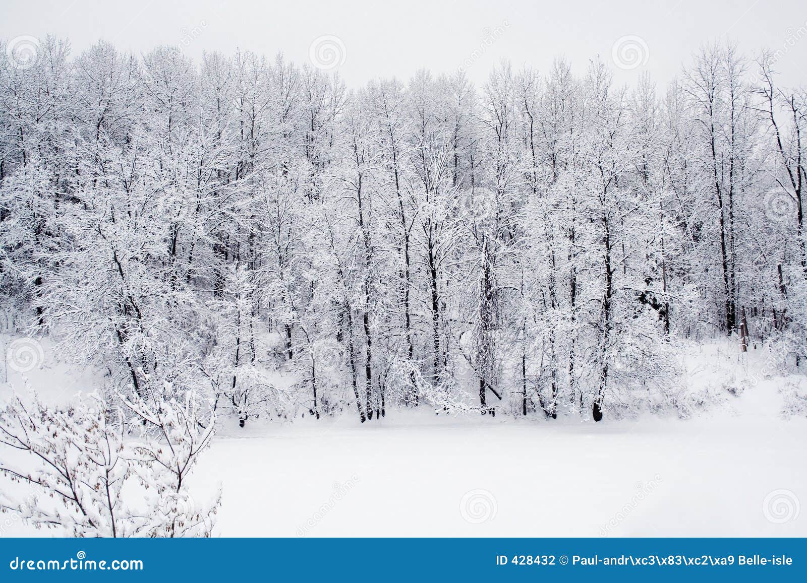 Snow forest stock photo. Image of tree, solitaire, forest - 428432