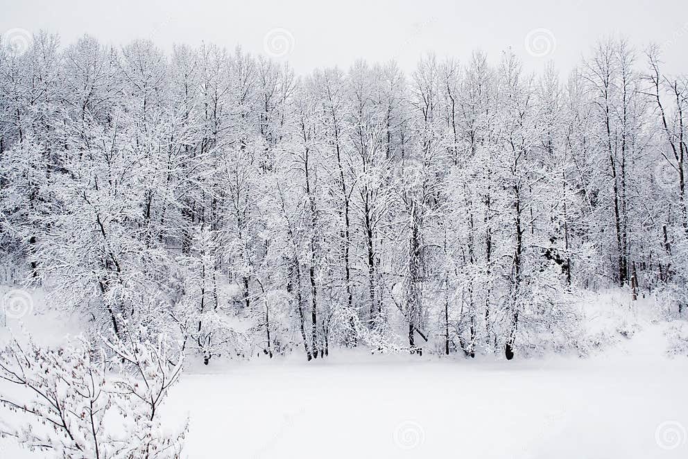 Snow forest stock photo. Image of tree, solitaire, forest - 428432