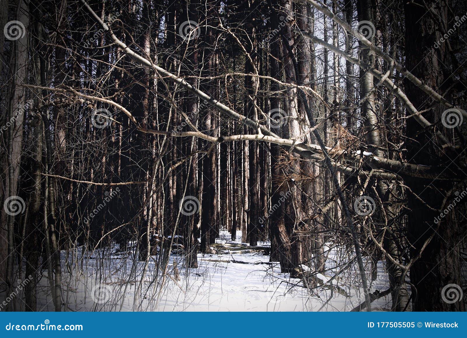Snow and forest stock image. Image of winter, season - 177505505