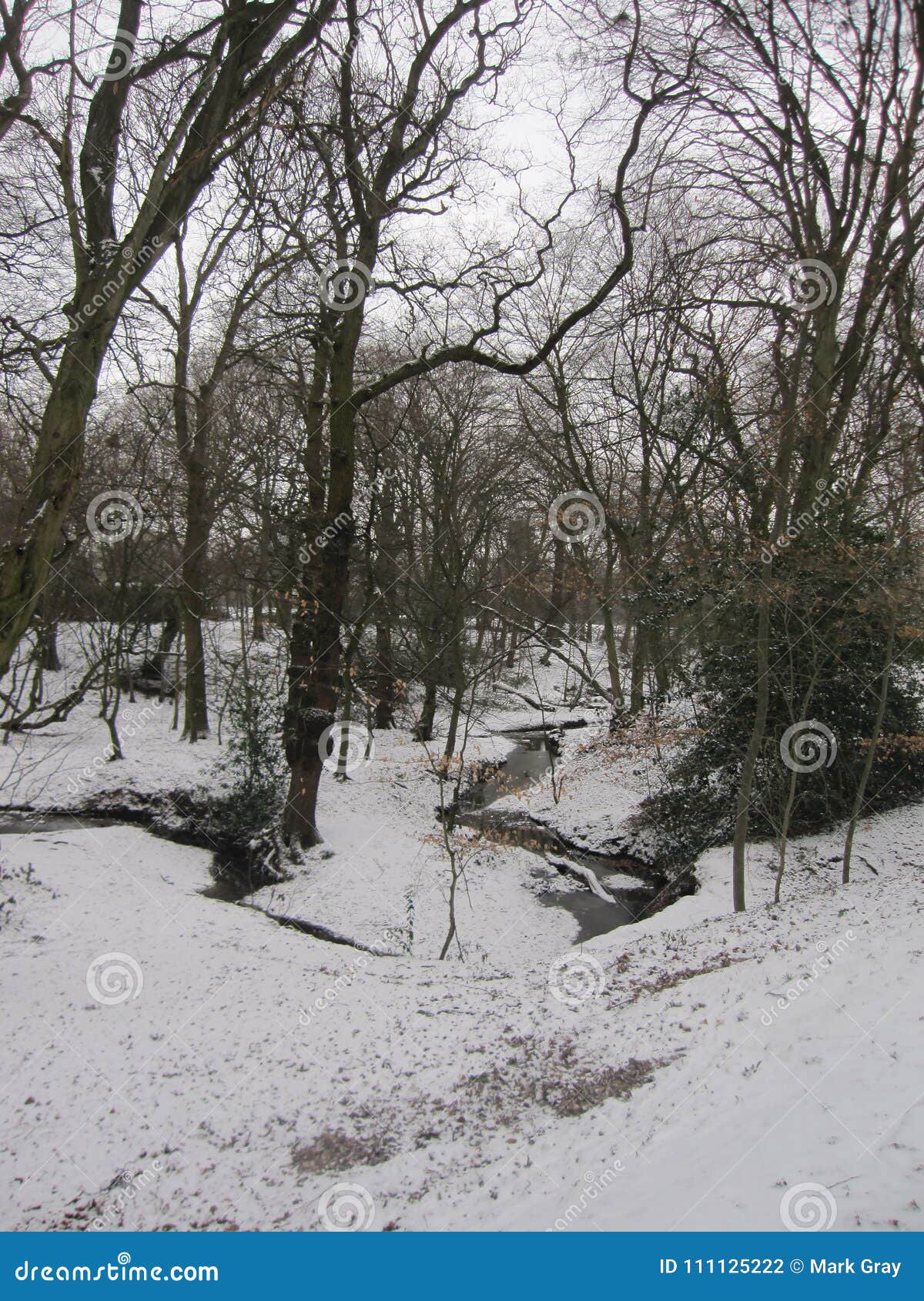 A Cold Forest stock photo. Image of winter, trees, cold - 111125222