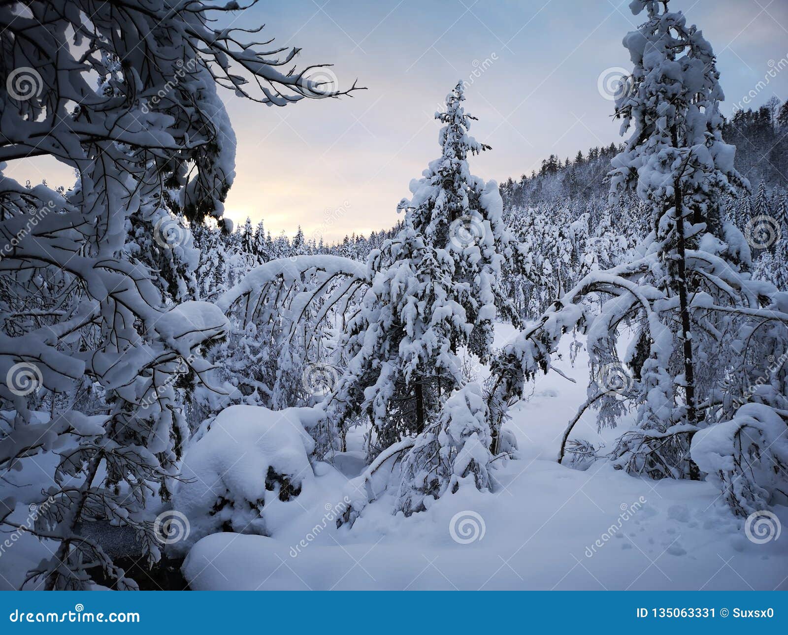 Snow in forest stock image. Image of deep, distence - 135063331