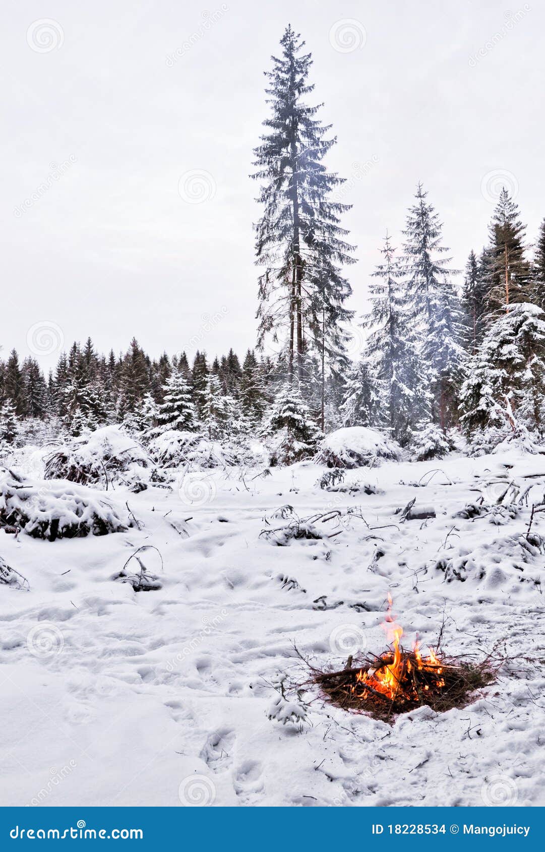 Snow, forest and fire stock photo. Image of trace, tree - 18228534