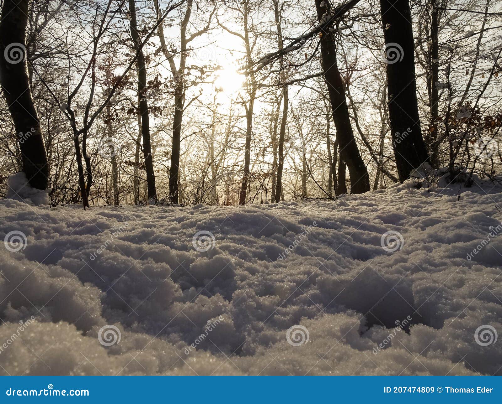 Snow on the Forest Floor while Walking in the Winter Stock Image ...