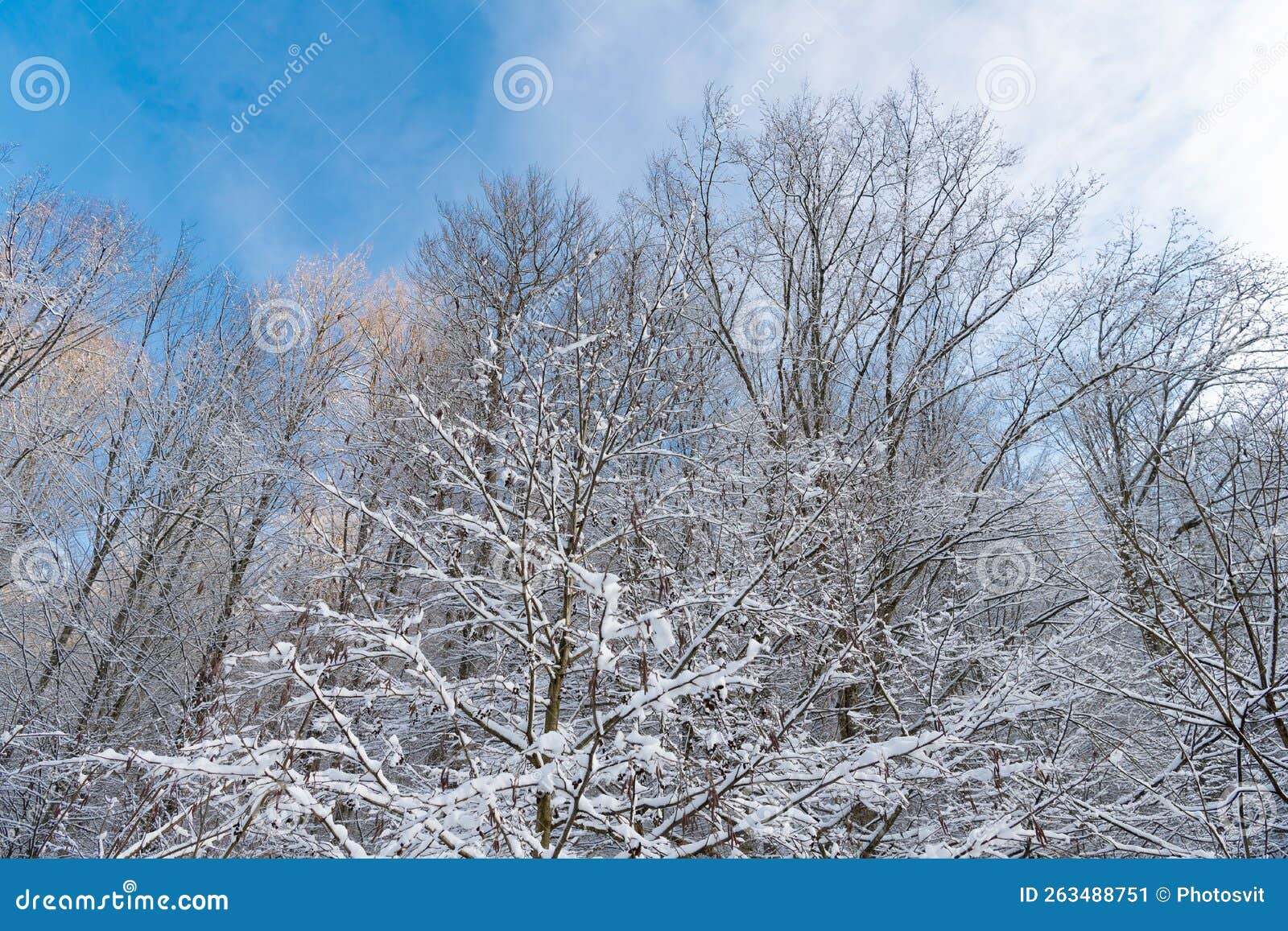 Snow Forest with Frosty Deciduous Trees in Winter Stock Image - Image ...