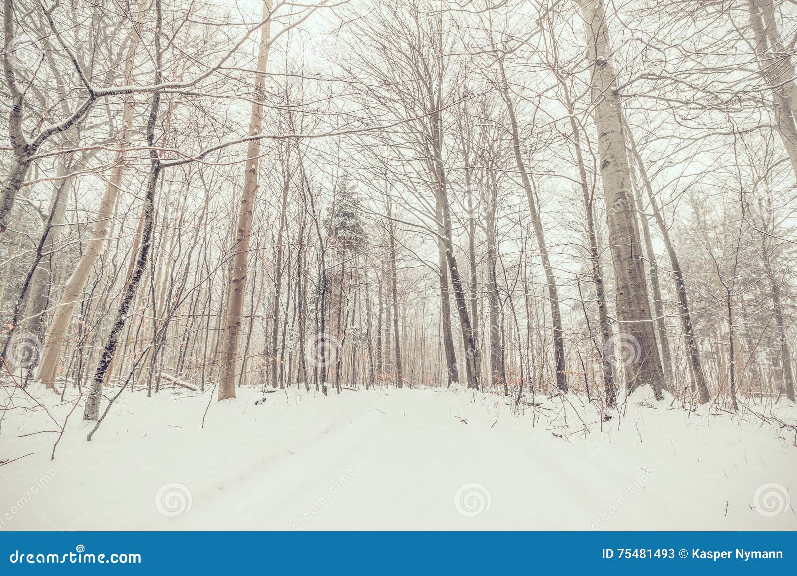 Snow in the Forest in January Stock Image - Image of forest, dark: 75481493