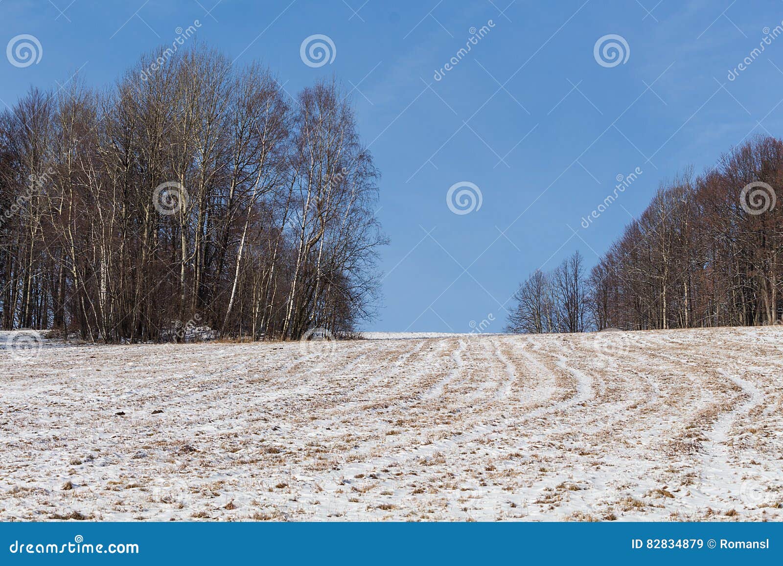 Snow forest in landscape stock image. Image of fresh - 82834879