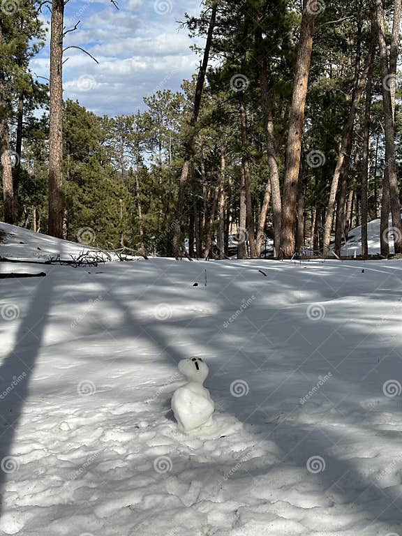 Snow in a Forest with Lots of Trees Stock Image - Image of forest, snow ...