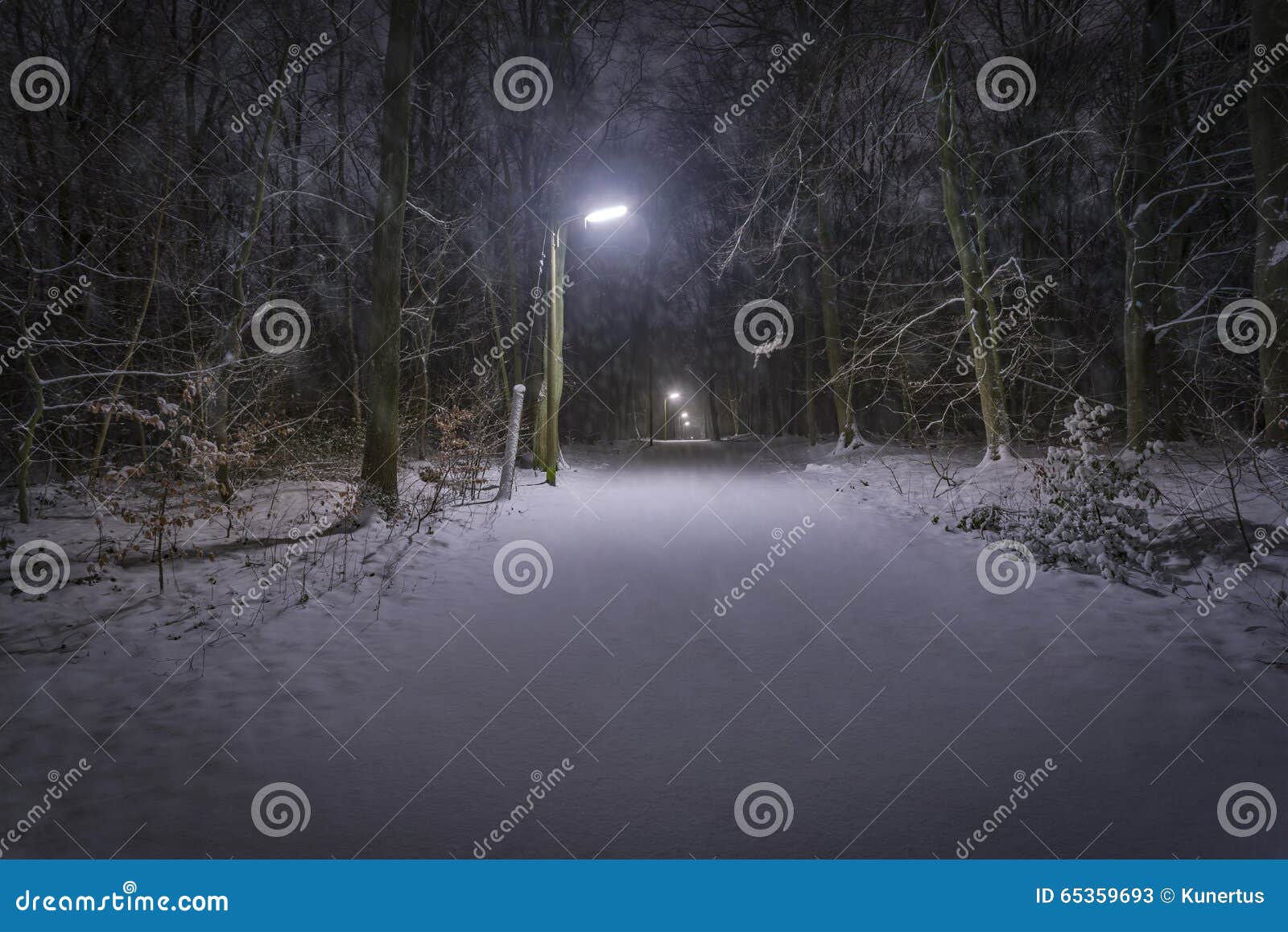 Snow in Forest at Night stock image. Image of winter - 65359693