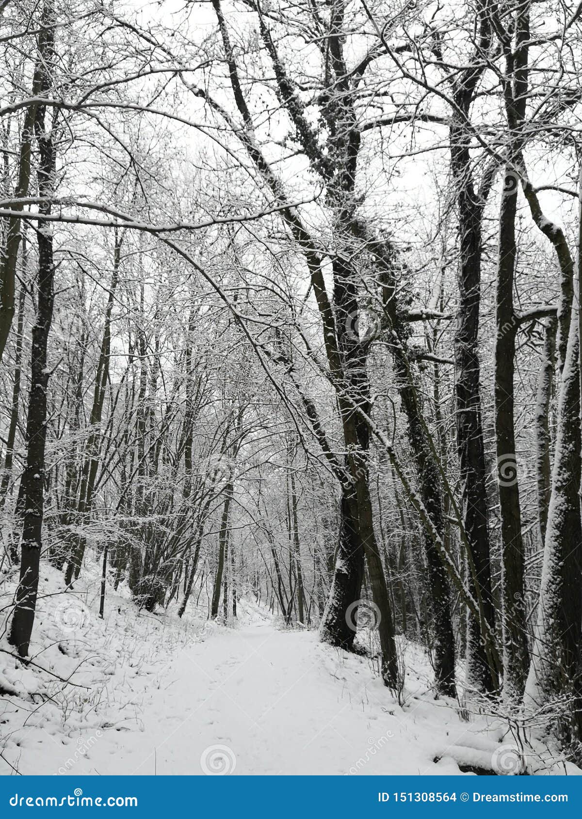 Snow on a Forest Path in Luxembourg Stock Photo - Image of sadness ...