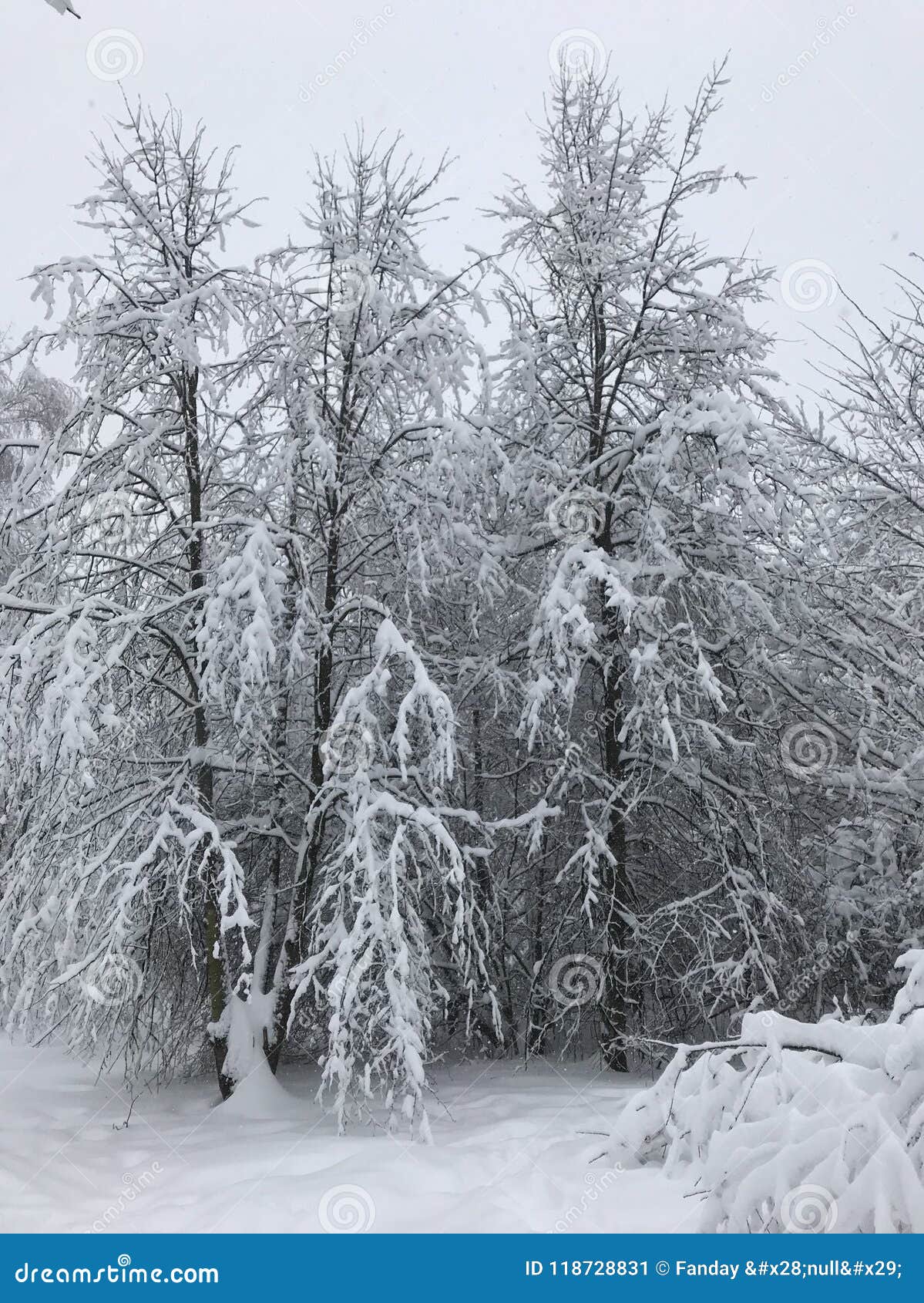 Russian winter stock image. Image of russianforest, forest - 118728831