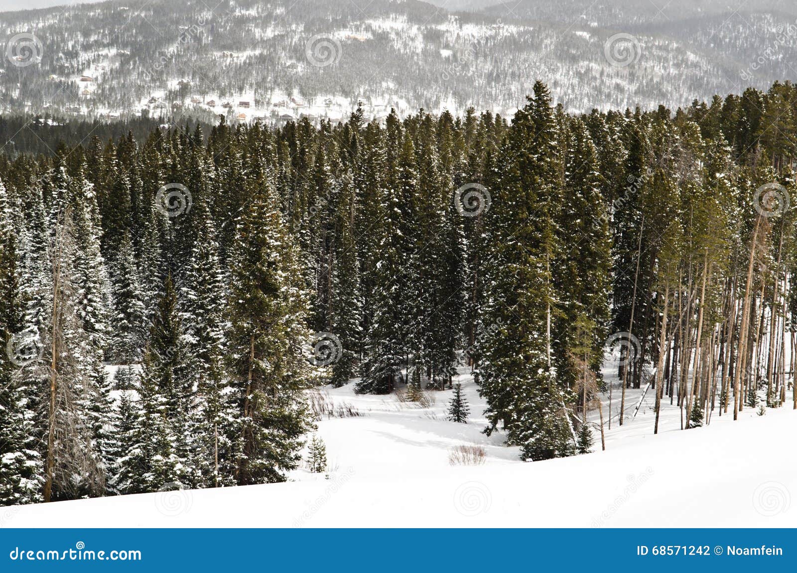 Snow forest scene stock photo. Image of snowy, forrest - 68571242