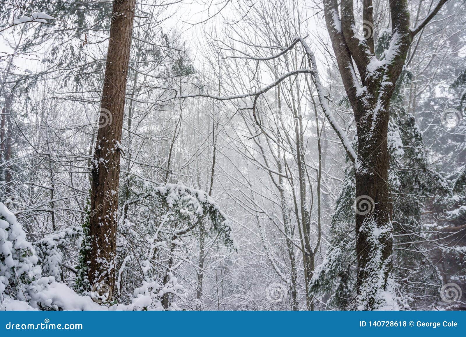 Snow in the Forest stock photo. Image of white, winter - 140728618