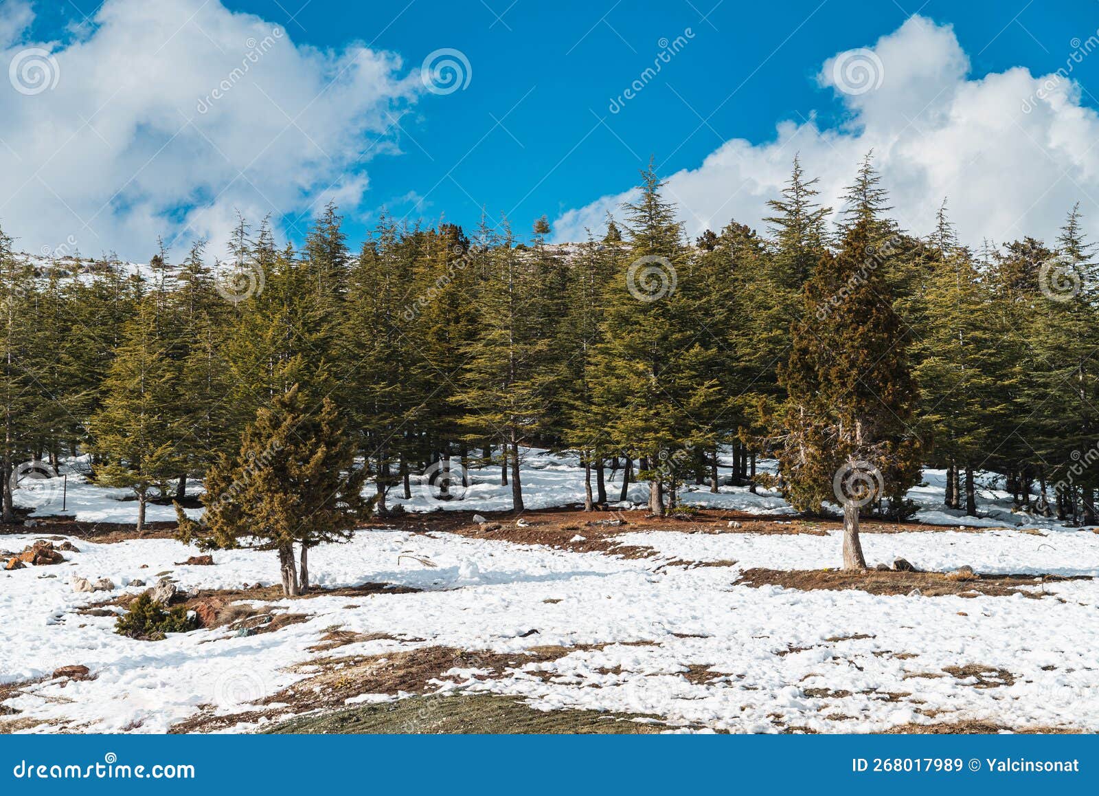 Snow in the Forest on Sunny Winter Day Stock Image - Image of forest ...