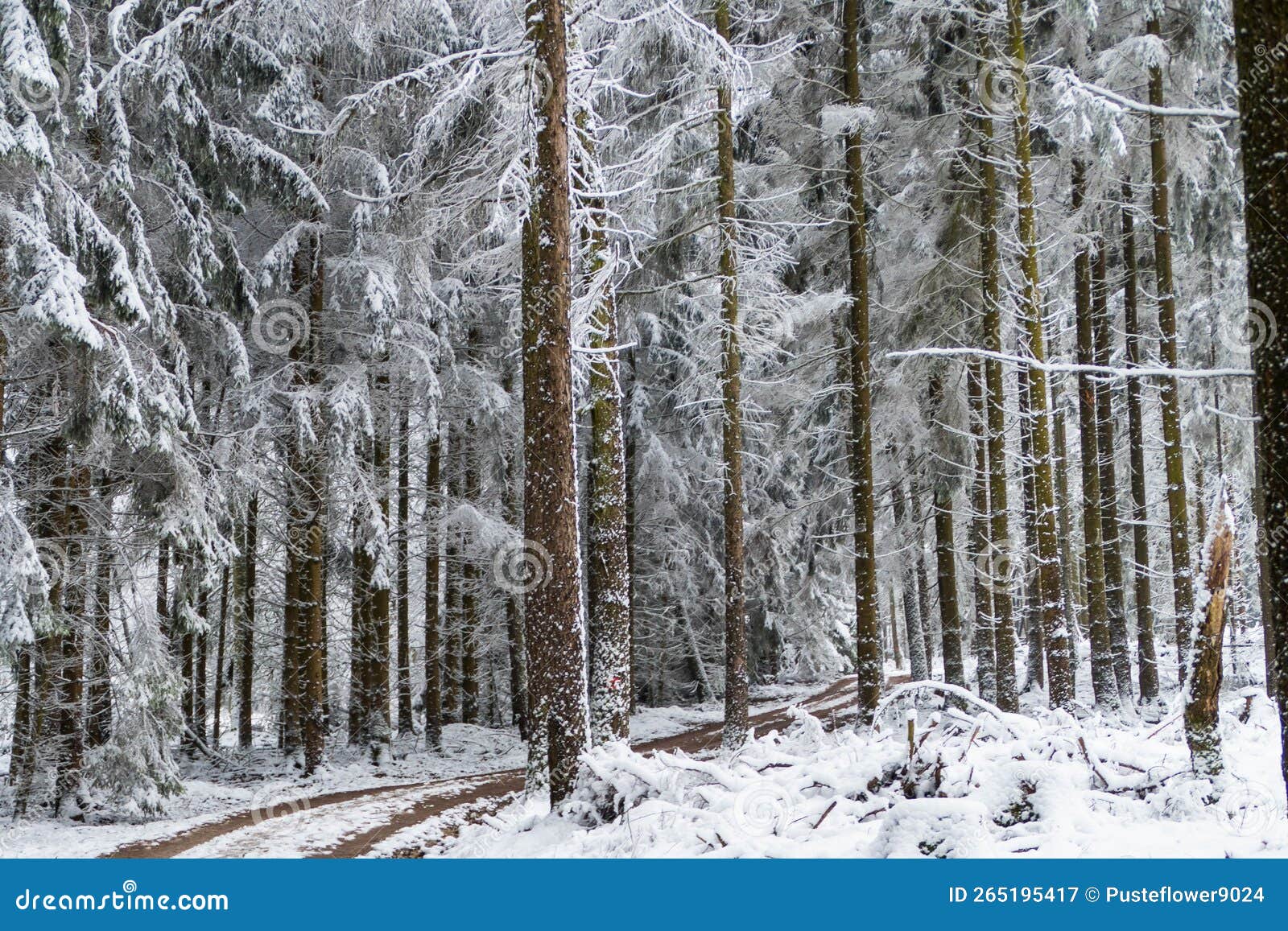 Snow Forest of Taunus Germany Stock Image - Image of cold, region ...