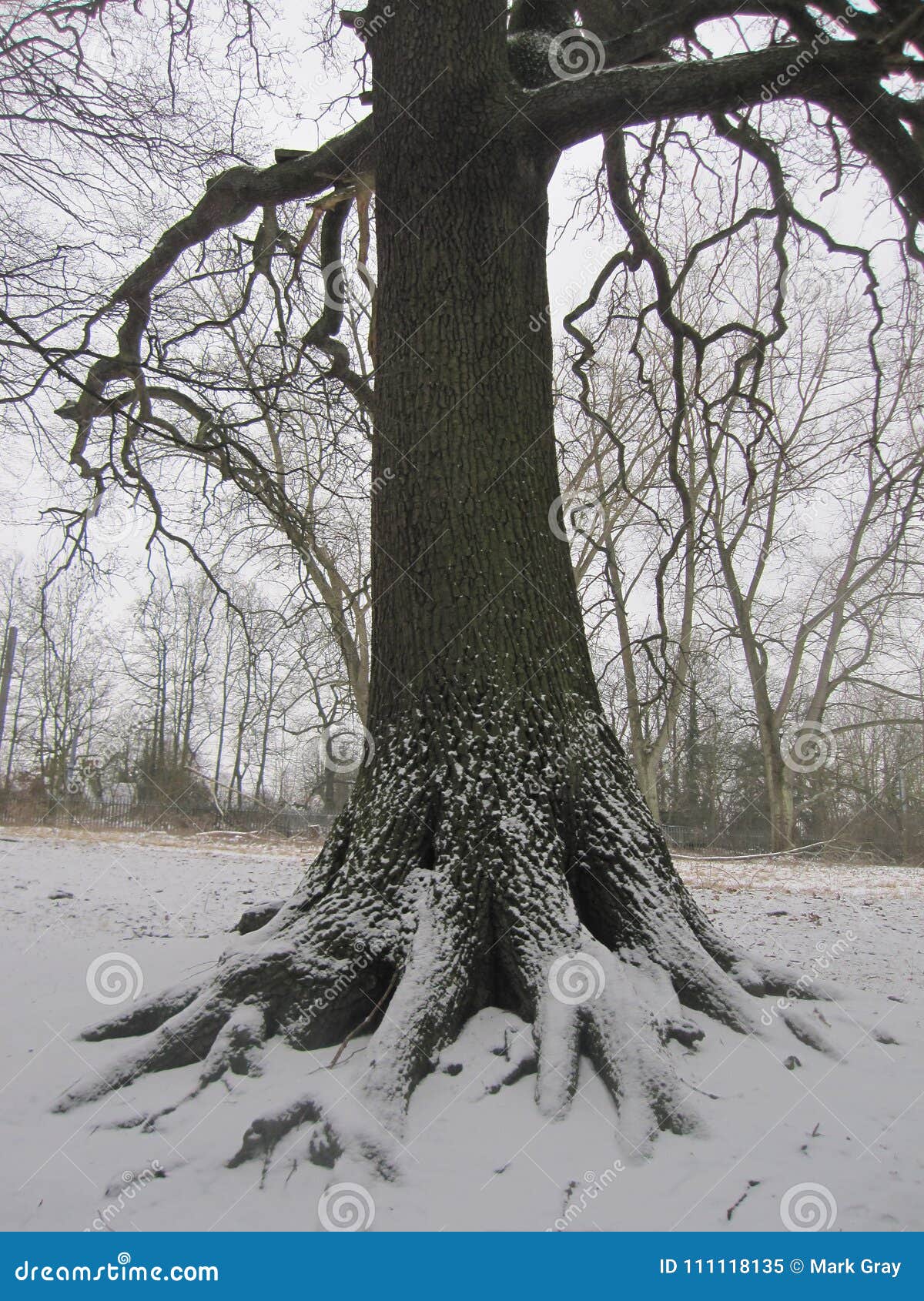 Tree Roots in the Snow stock image. Image of snow, cold - 111118135