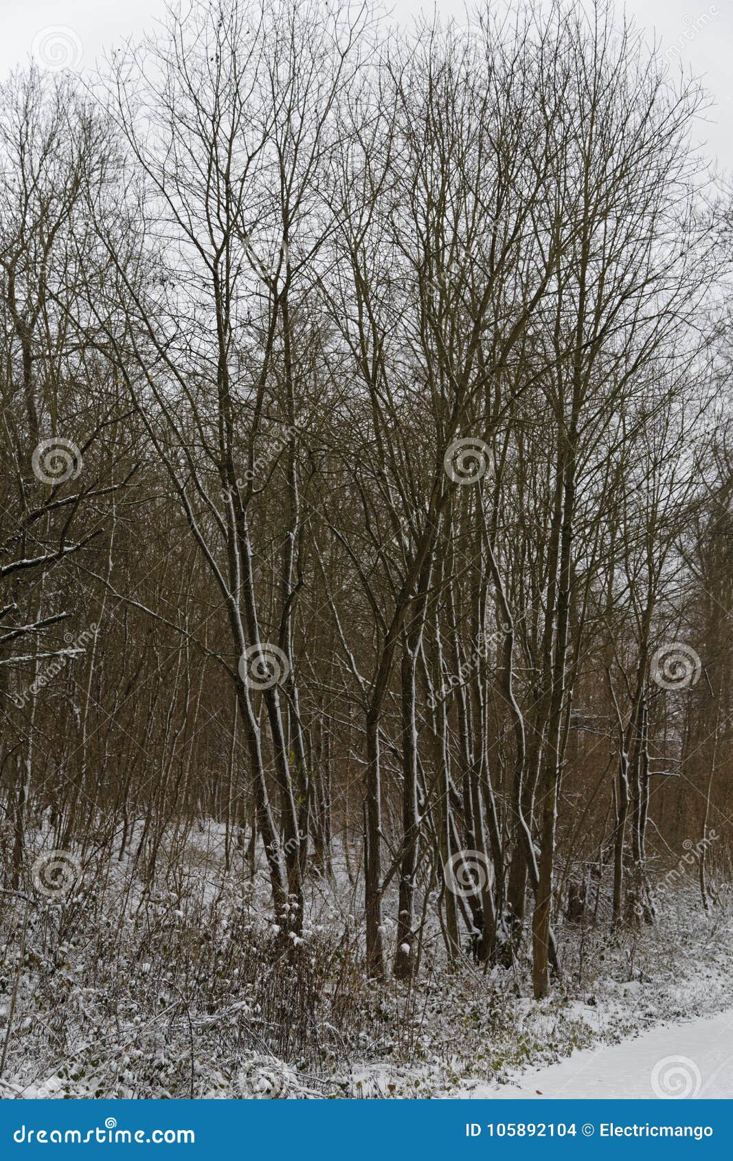 Snow in the forest stock photo. Image of dusk, colors - 105892104