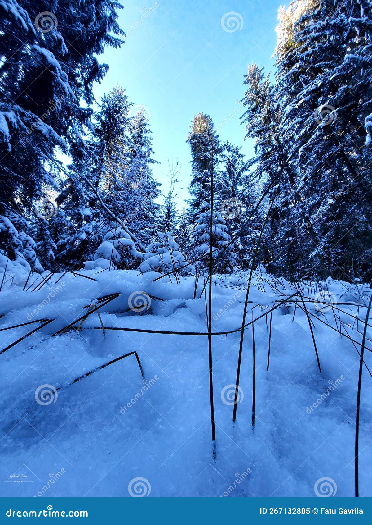 Snow in the forrest stock image. Image of freezing, spruce - 267132805
