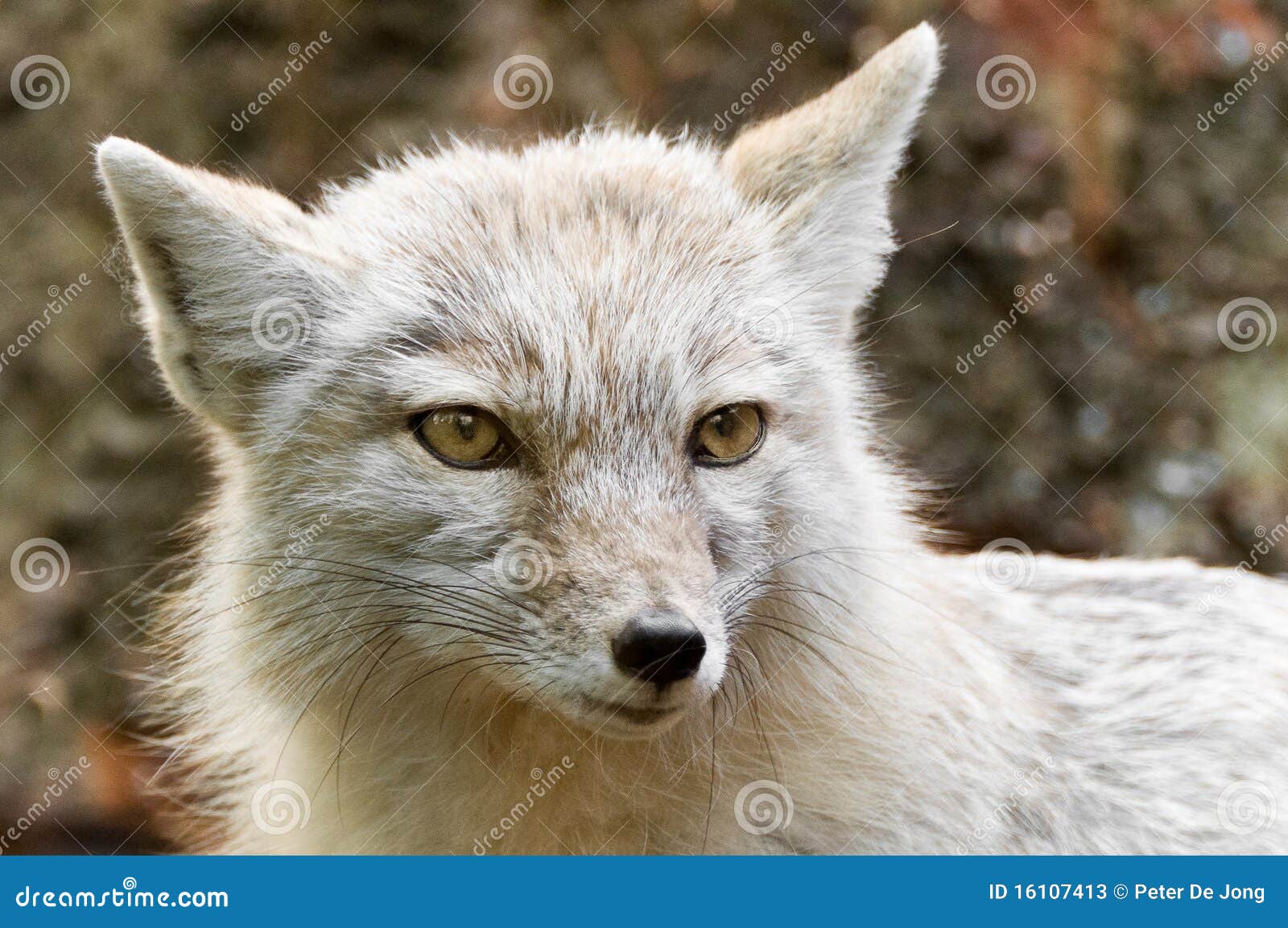 Snow Fox female stock image. Image of snow, snowfox, colour - 16107413