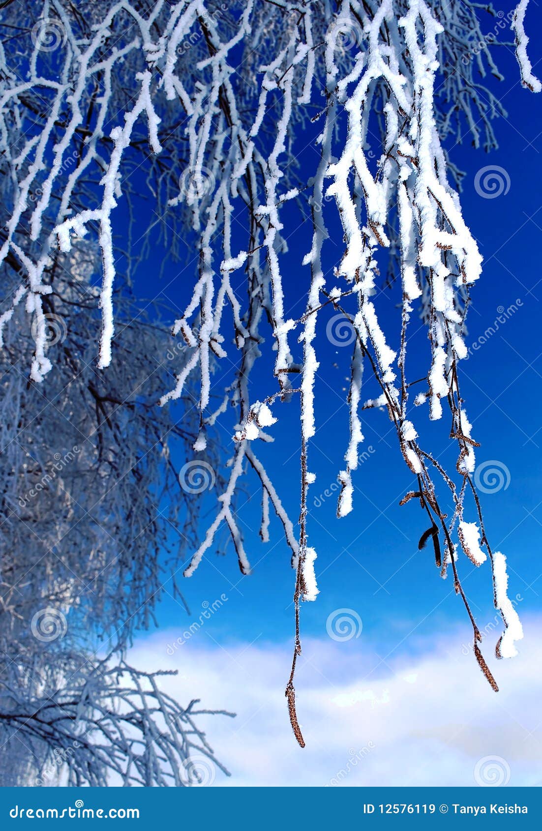 Snow-frost Branches of Birch Stock Image - Image of freeze, cozy: 12576119