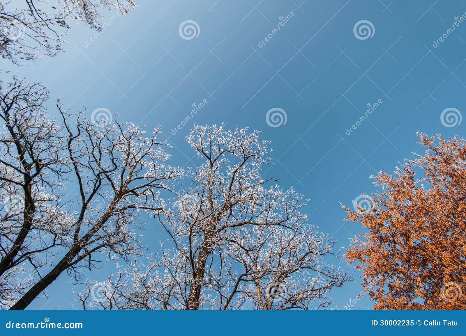 Snow and Frost Covered Locust Trees, Profiled on Bright Sky in Winter ...