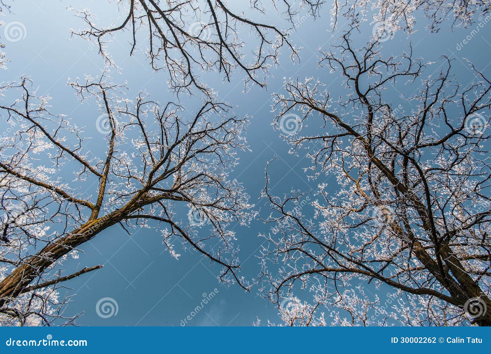 Snow and Frost Covered Locust Trees, Profiled on Bright Sky in Winter ...