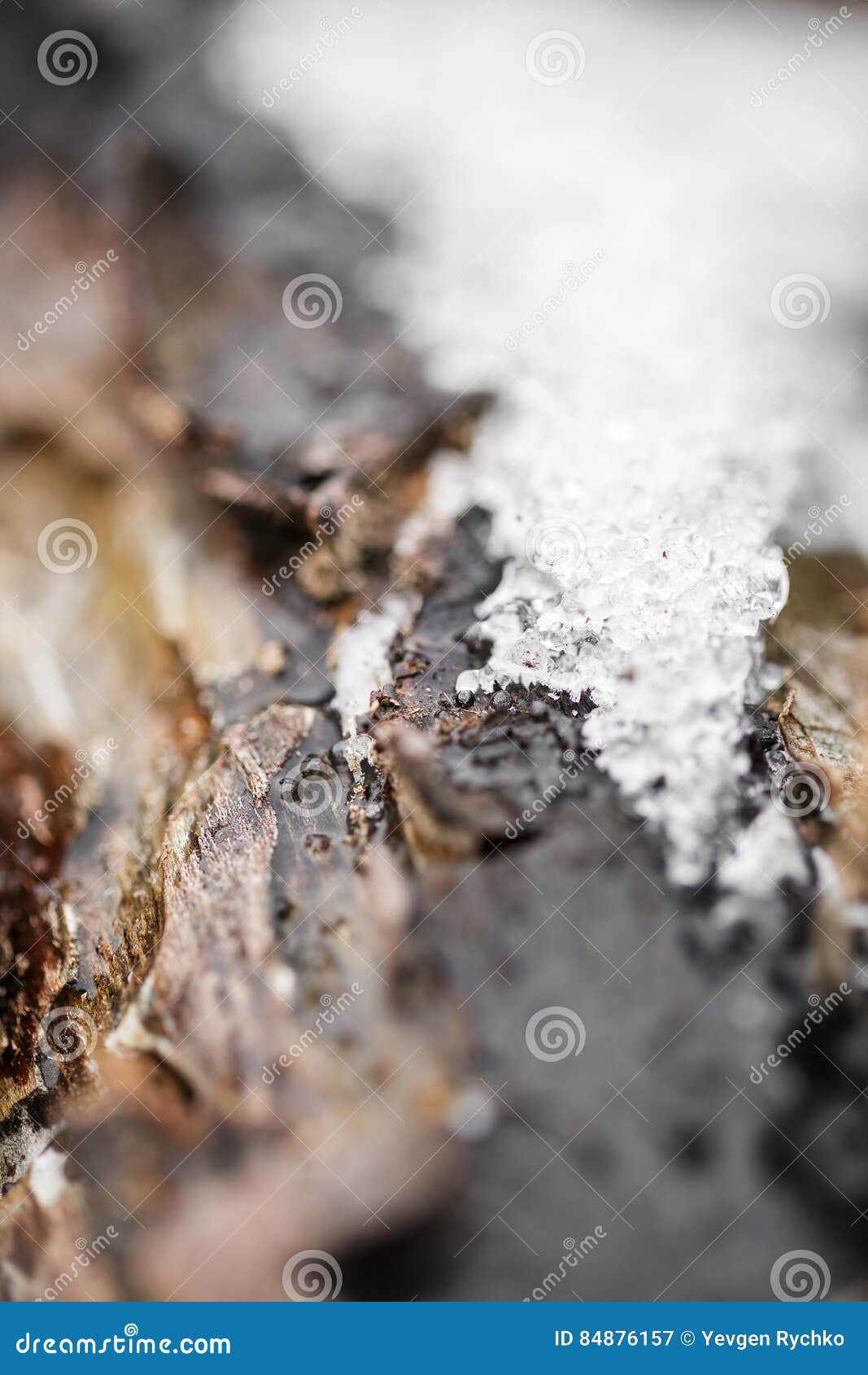 Snow and Frost on Tree Bark in Winter. Texture Stock Image - Image of ...