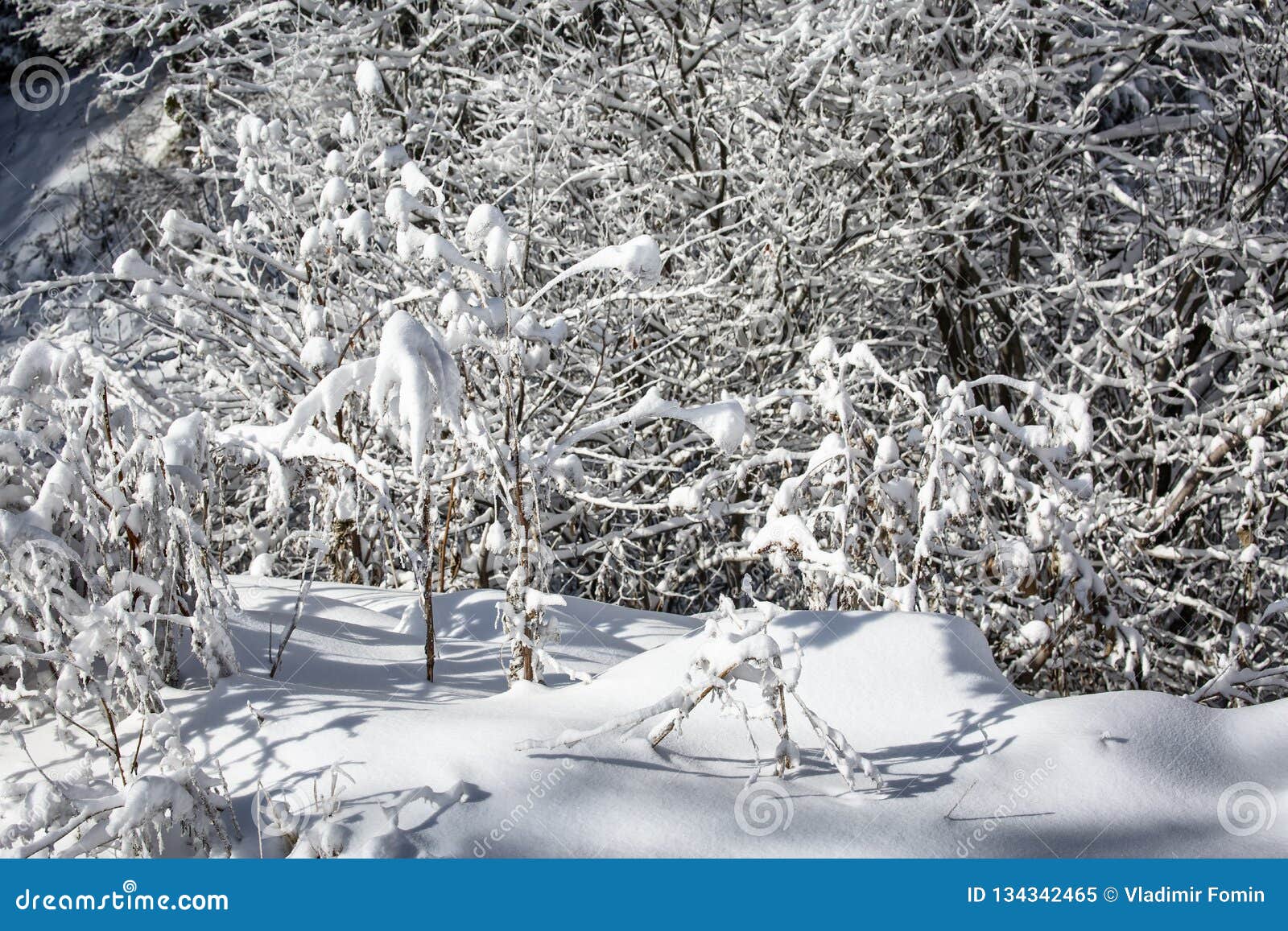 Snow and Frost in the Trees. Stock Image - Image of snow, forest: 134342465