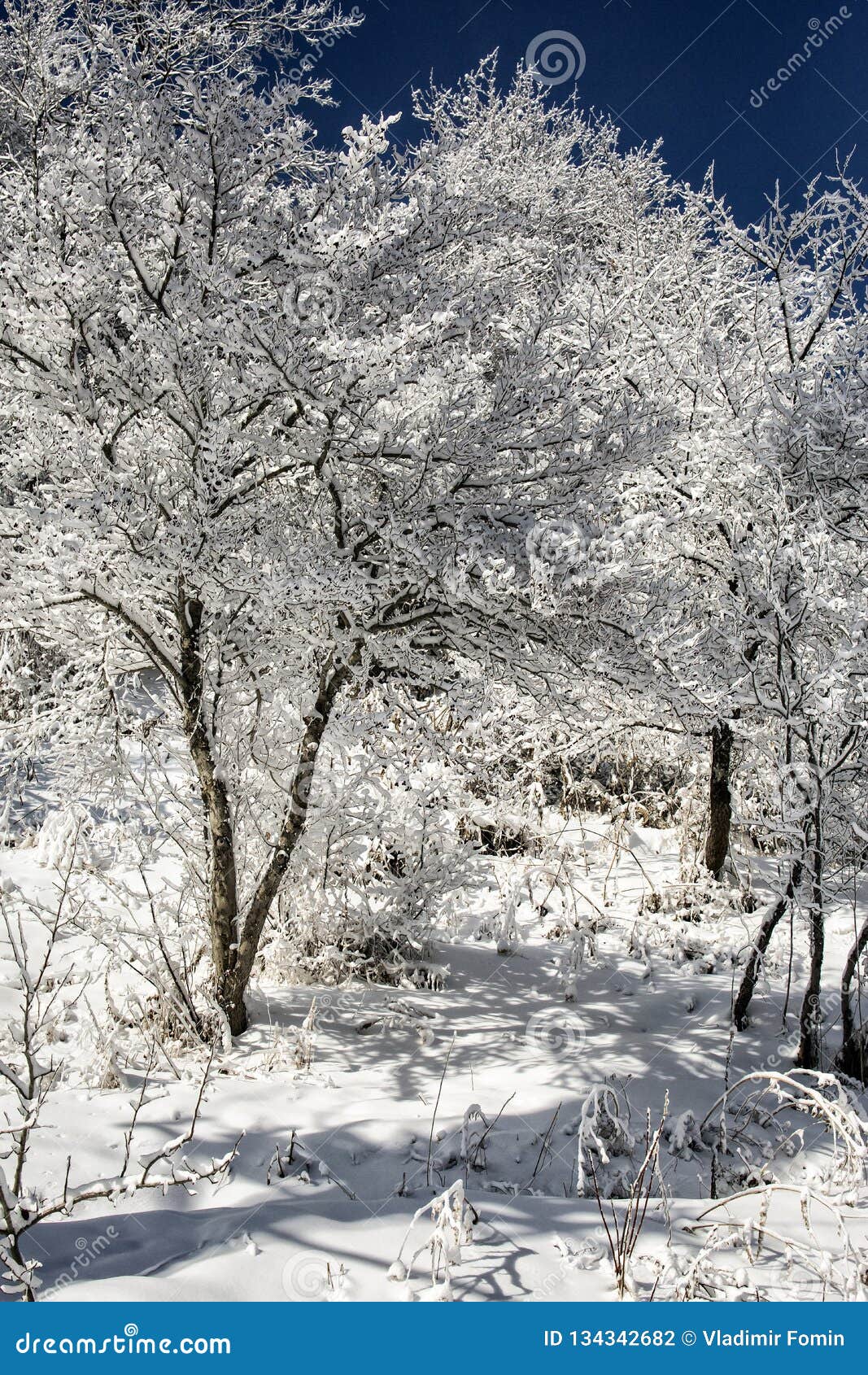 Snow and Frost in the Trees. Stock Photo - Image of trees, mountain ...
