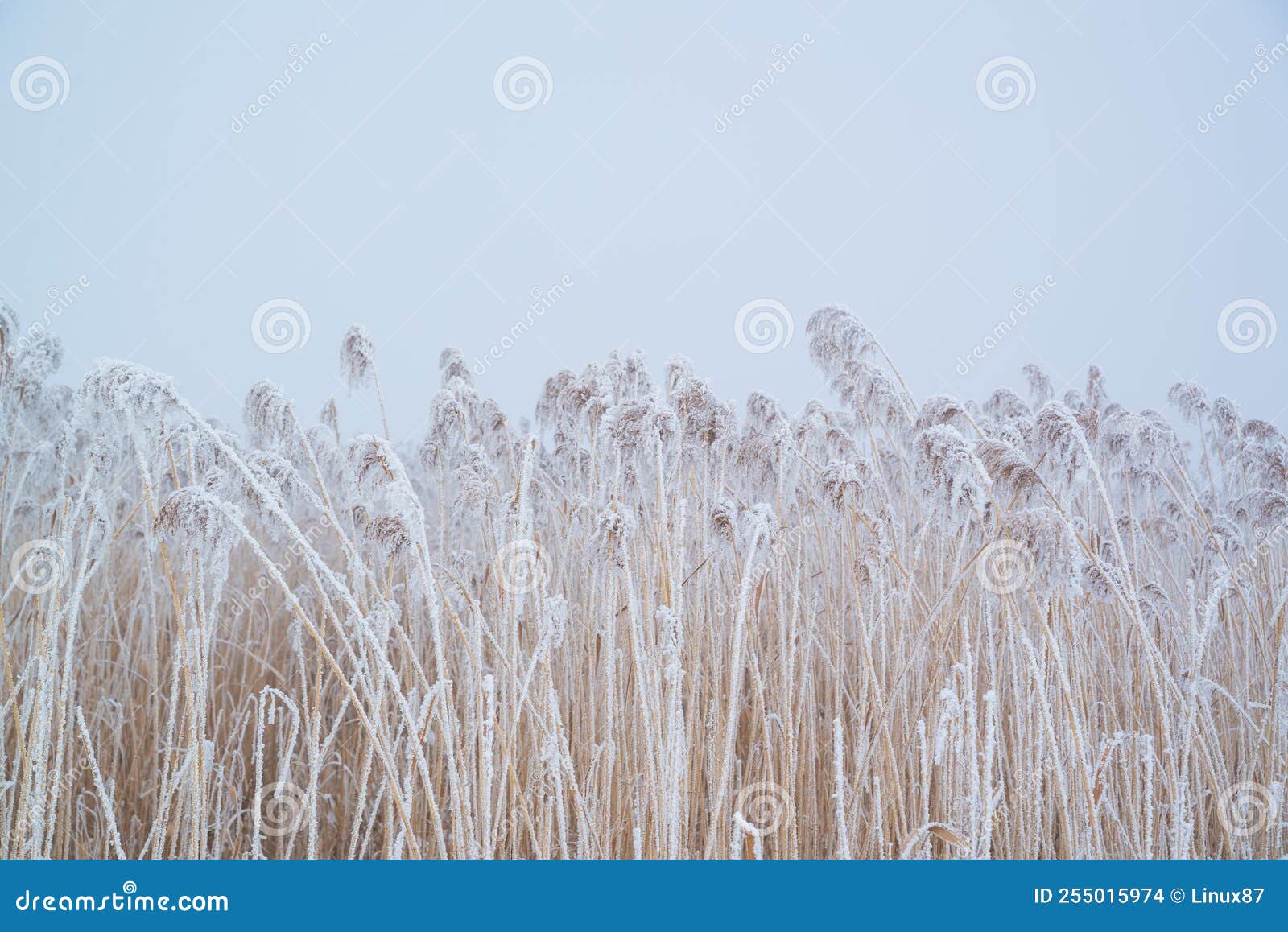 Snow on frozen reed stock photo. Image of flora, rime - 255015974