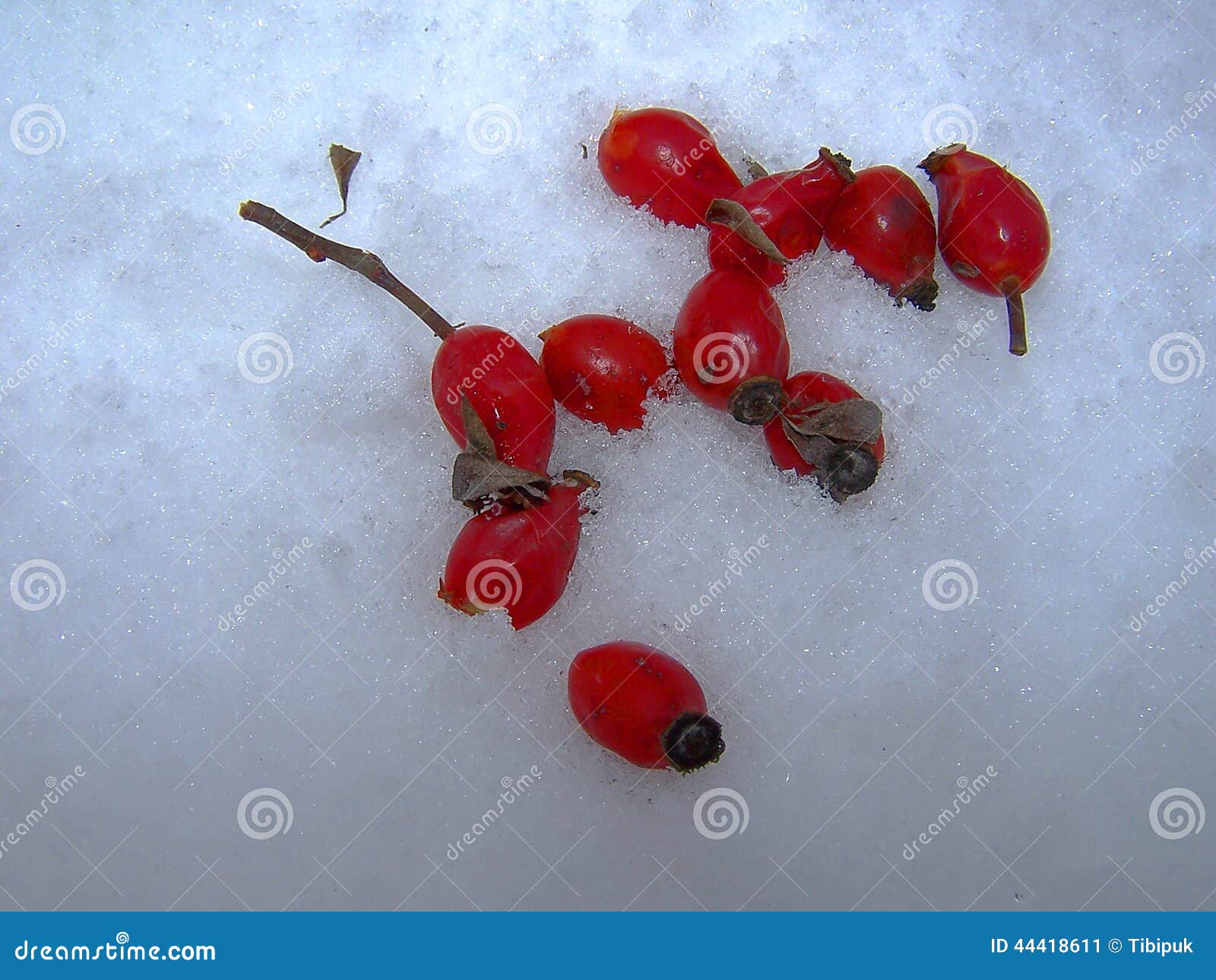 Snow fruits editorial photo. Image of winter, fruits - 44418611