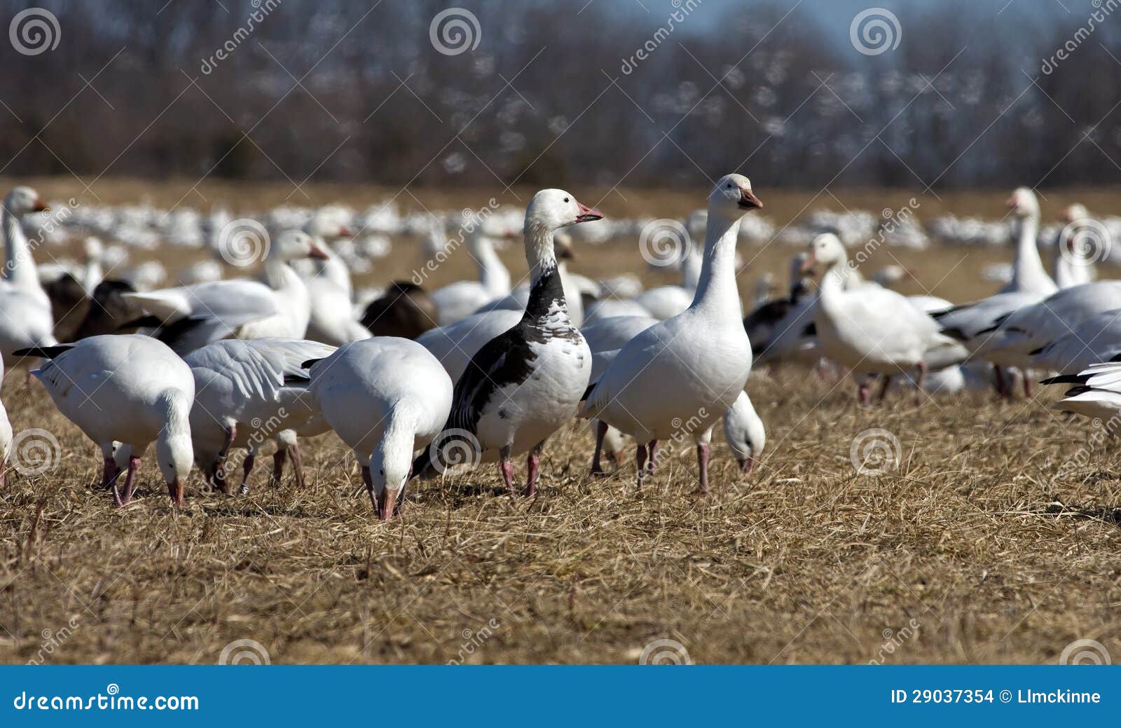 Snow Geese stock photo. Image of fowl, geese, fields - 29037354