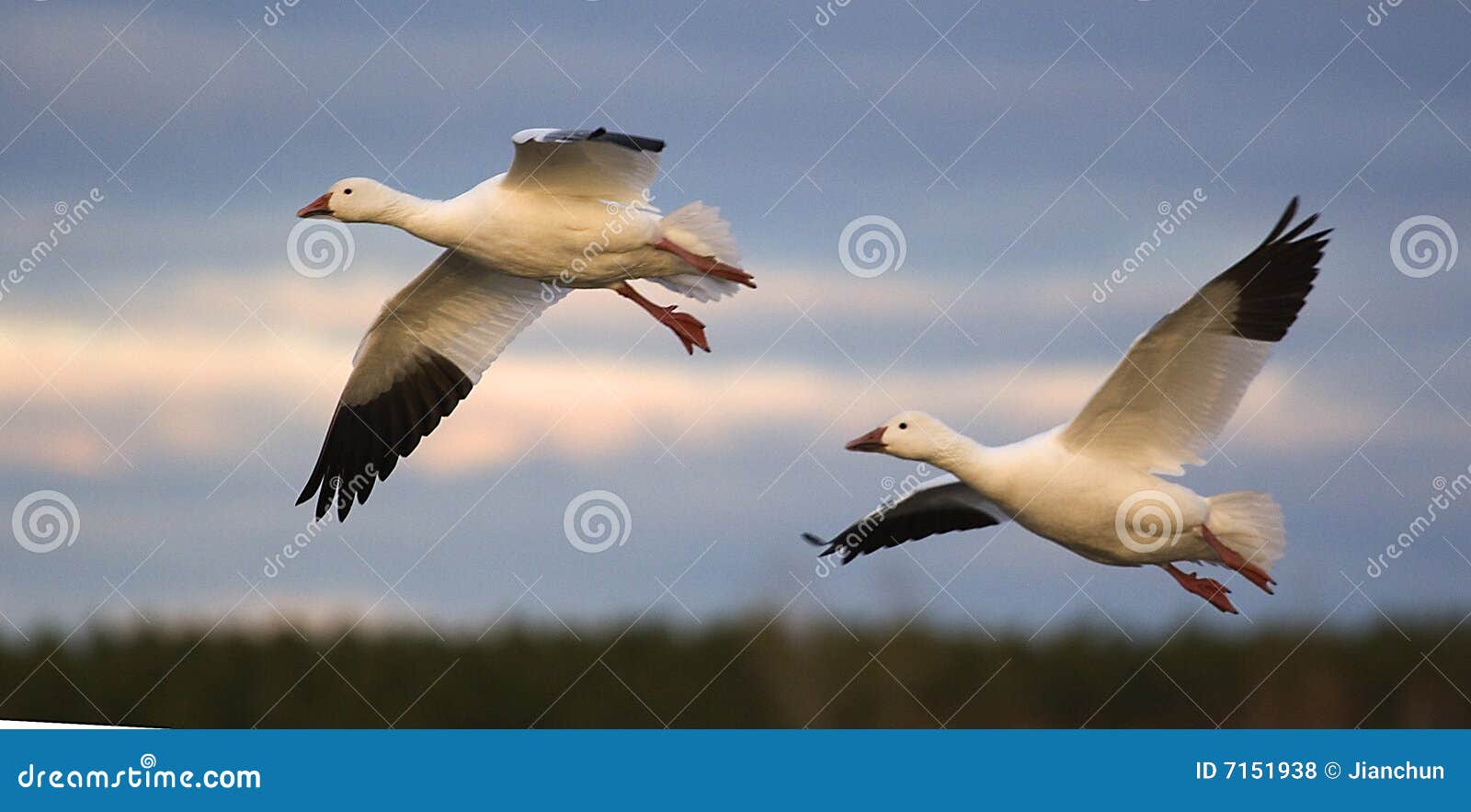 Snow Geese stock photo. Image of wildlife, bird, quebec - 7151938
