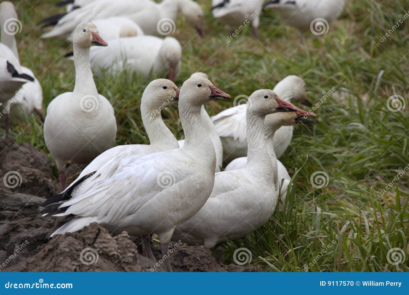Snow Geese Close Up Looking Stock Photo - Image of closeup, flock: 9117570